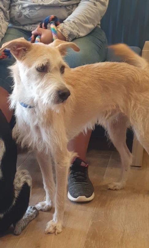 Dog for adoption - Chop, a Terrier in Seattle, WA | Petfinder