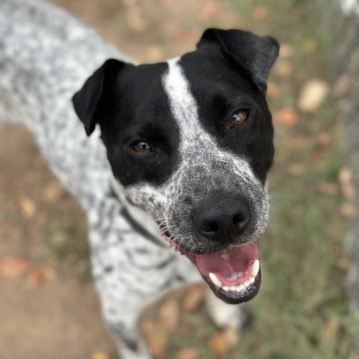 Dog for adoption - Bandit, an Australian Cattle Dog / Blue Heeler ...