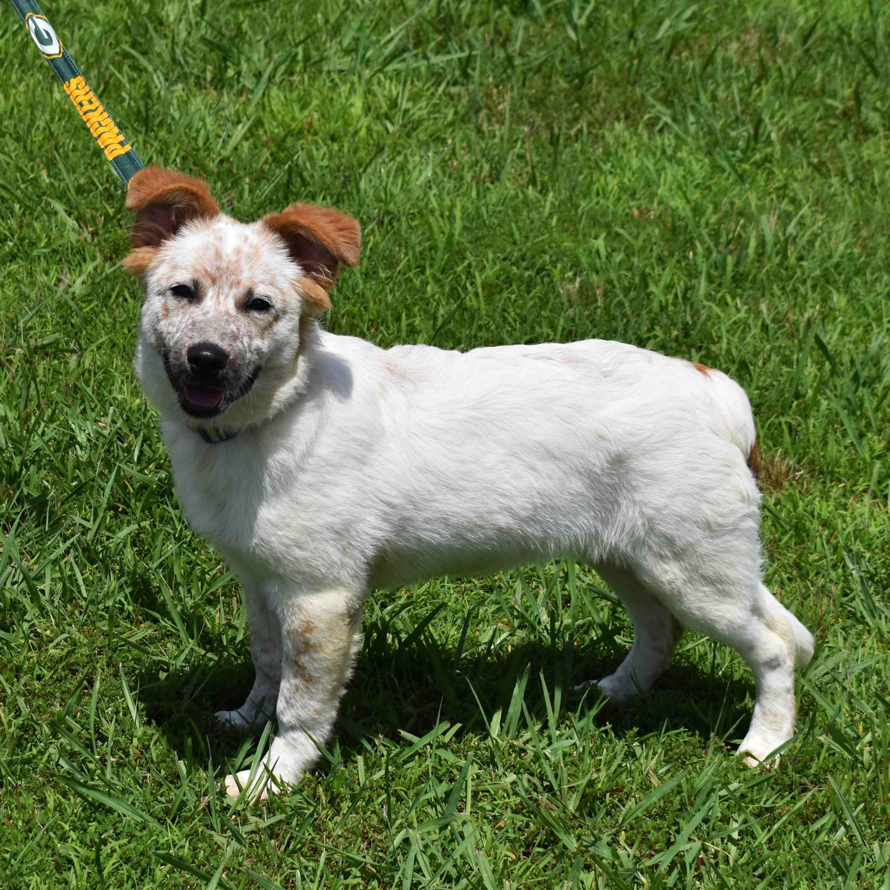 Dog for adoption - Birdie, a Mixed Breed in Searcy, AR | Petfinder