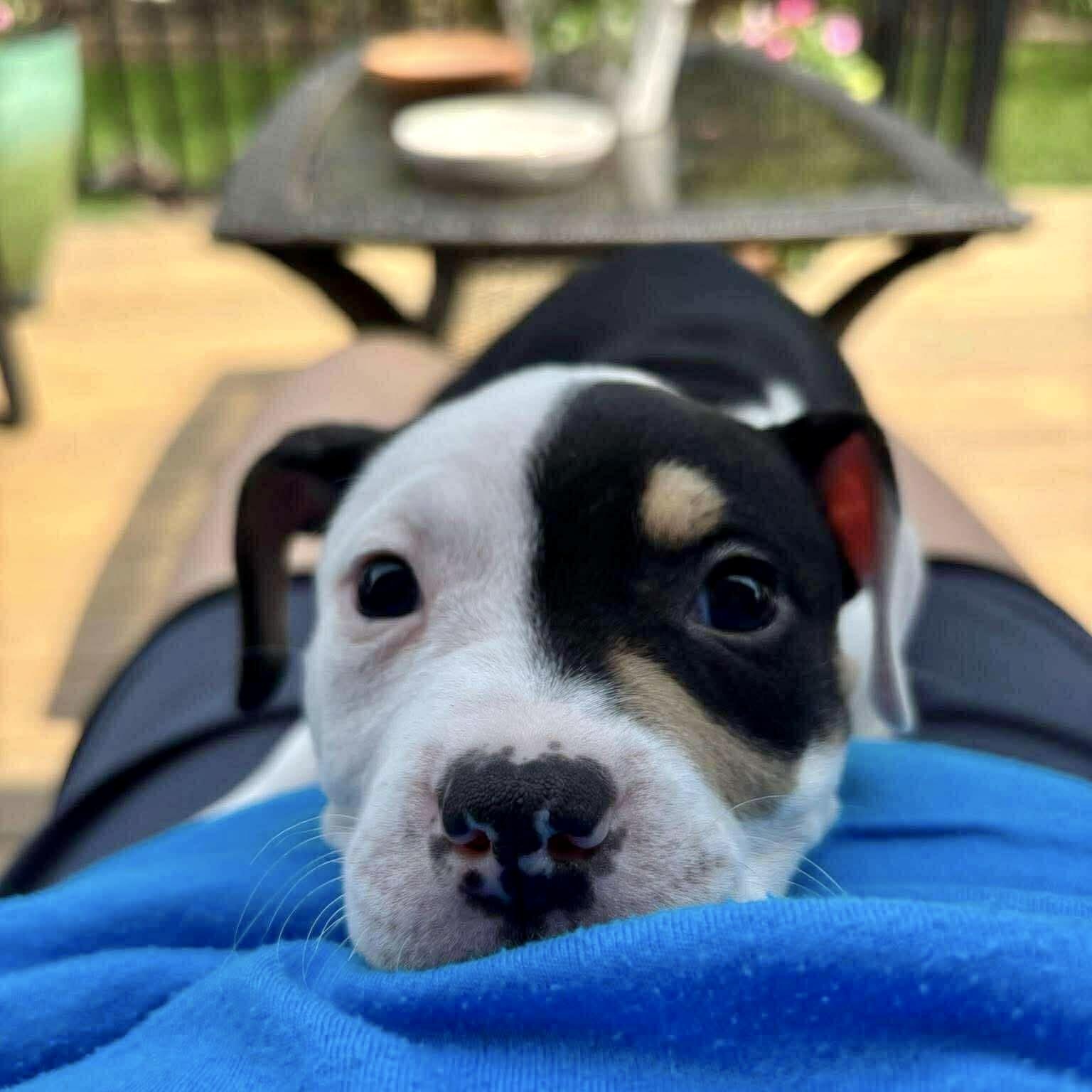 Dog for adoption - Kelsey Ballerini, a Pit Bull Terrier & Boxer Mix in ...