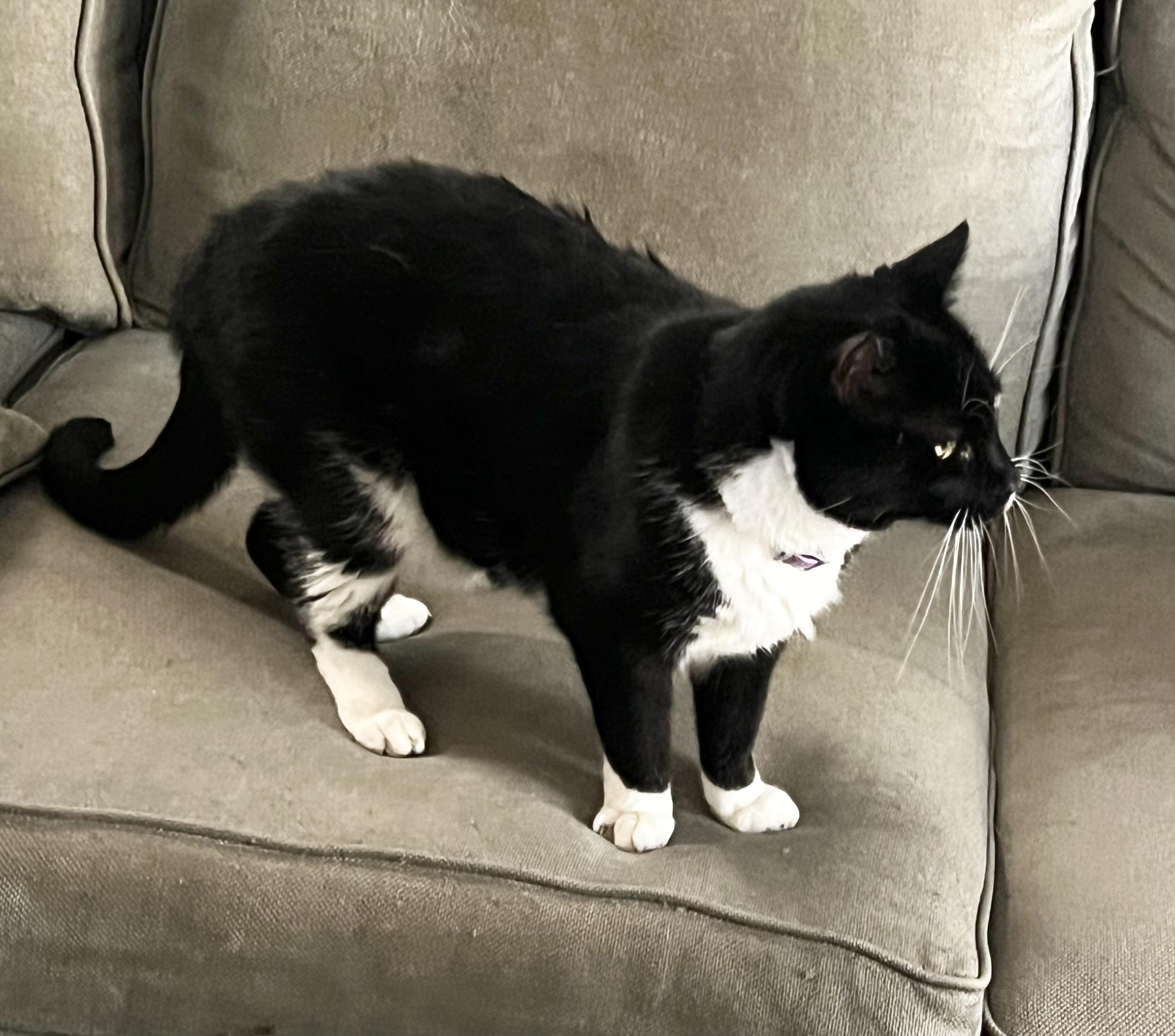 Cat for adoption - Chairman Meow, a Maine Coon & Domestic Medium Hair ...