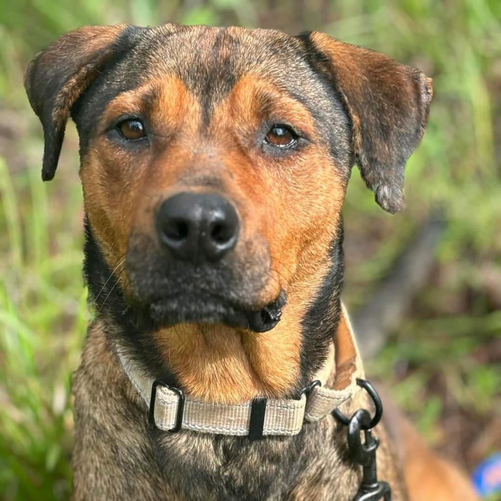 Dog for adoption - Cay, a Mountain Cur & Plott Hound Mix in Monticello ...