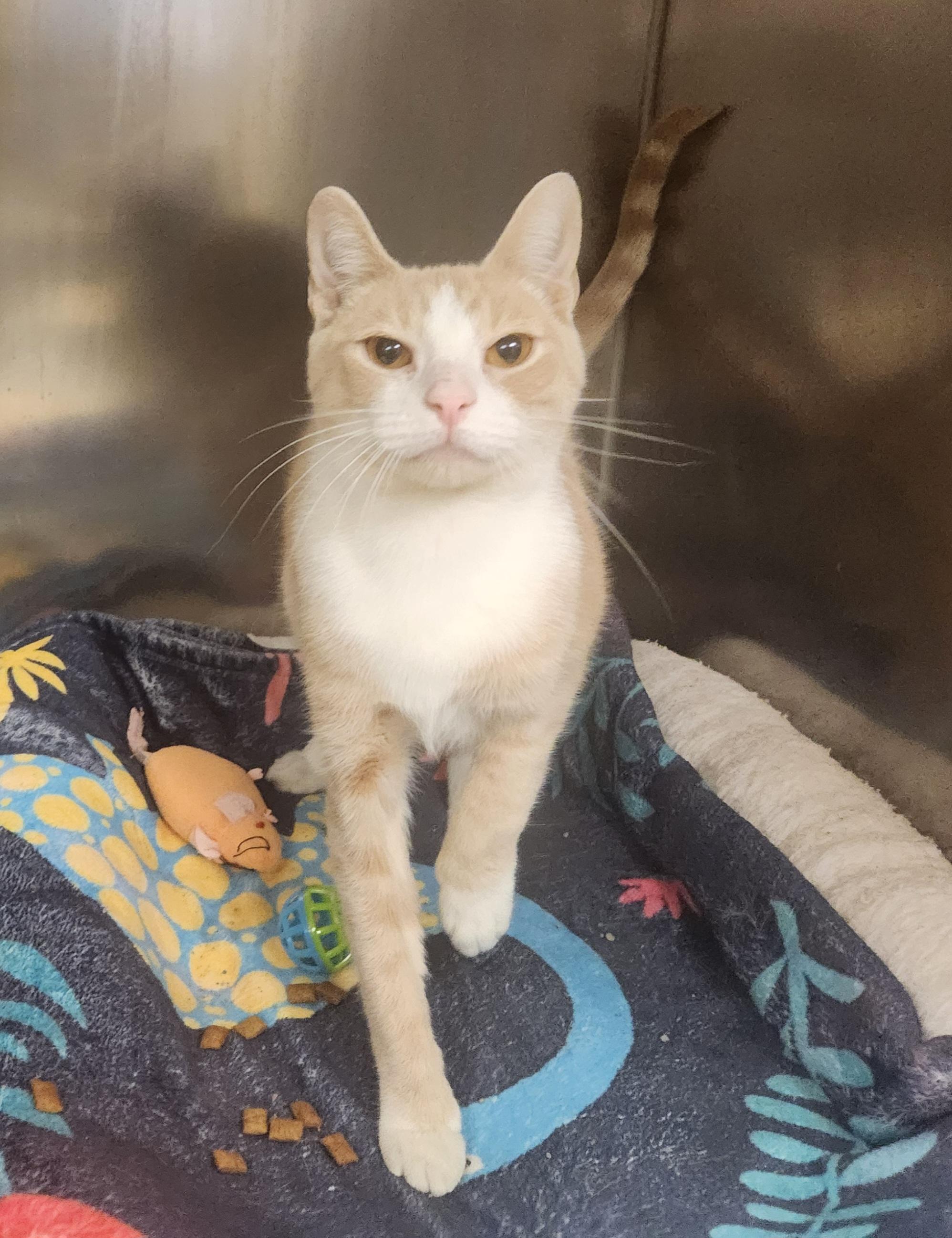 Cat for adoption - Hazel, a Domestic Short Hair in Clayton, NJ | Petfinder