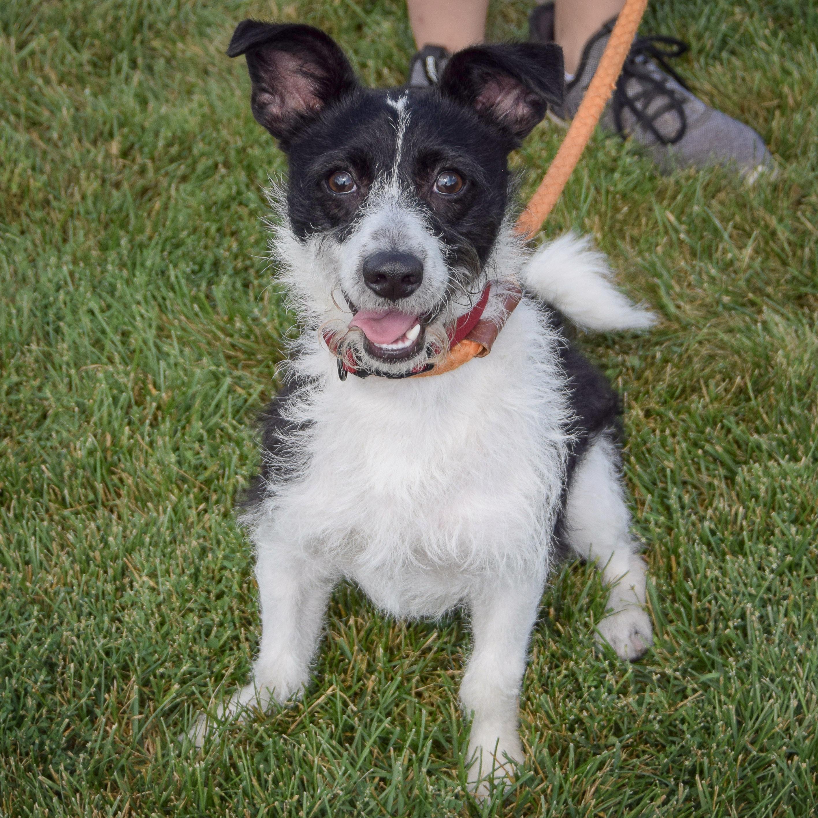 Dog for adoption - Oreo, a Wirehaired Terrier & Jack Russell Terrier ...