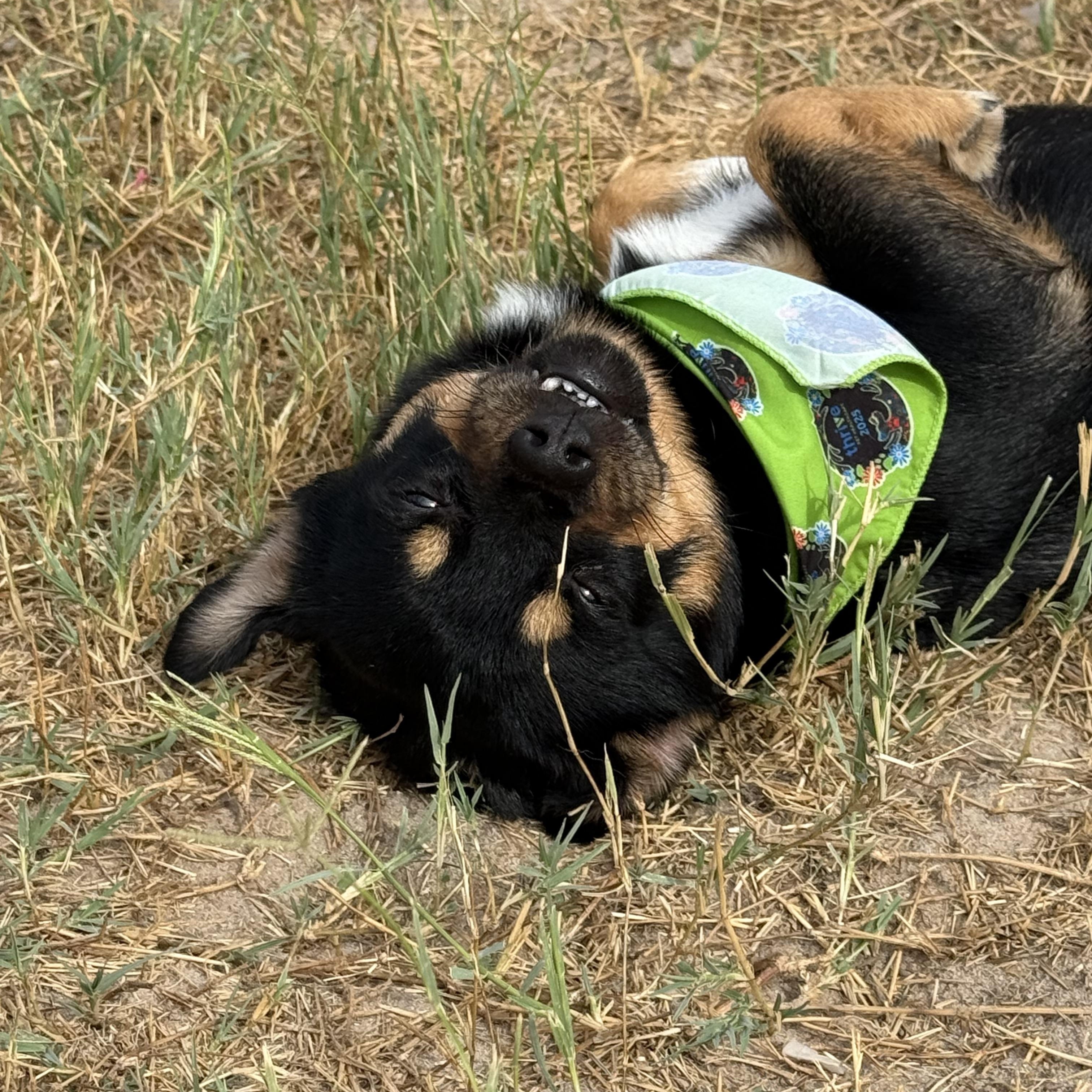 Dog for adoption - Richie, a Chihuahua & Pug Mix in San Antonio, TX ...