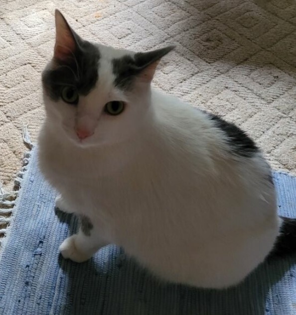 Cat for adoption - Yoda, a Domestic Medium Hair Mix in Bardstown, KY ...