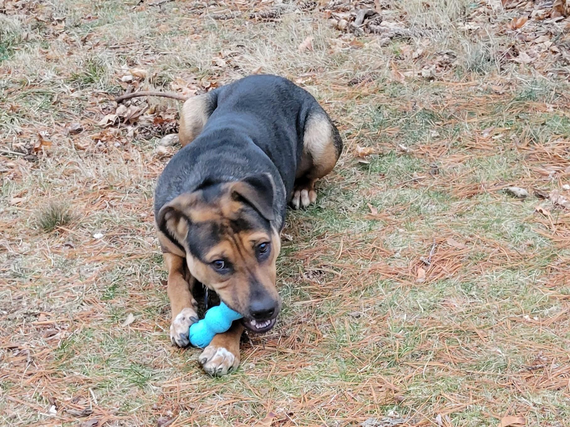 Dog for adoption - Holly, a Dutch Shepherd & Pointer Mix in ...