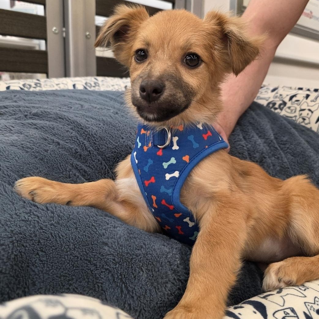 Dog for adoption - Amber - Meet & Greet Pending, a Corgi & Terrier Mix ...