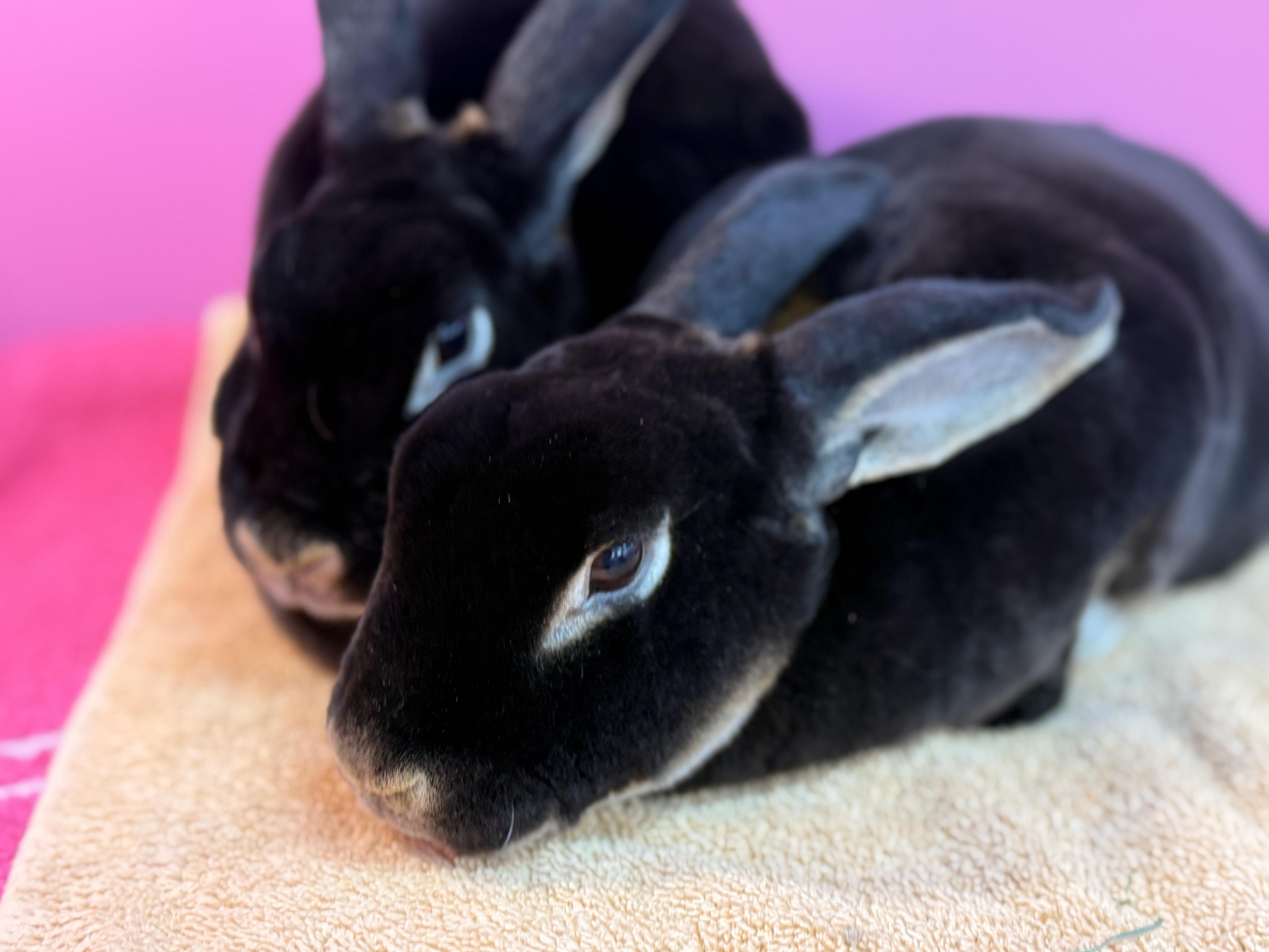 Rabbit for adoption - Dino Nugget and Chicken Nugget, a Rex in St ...