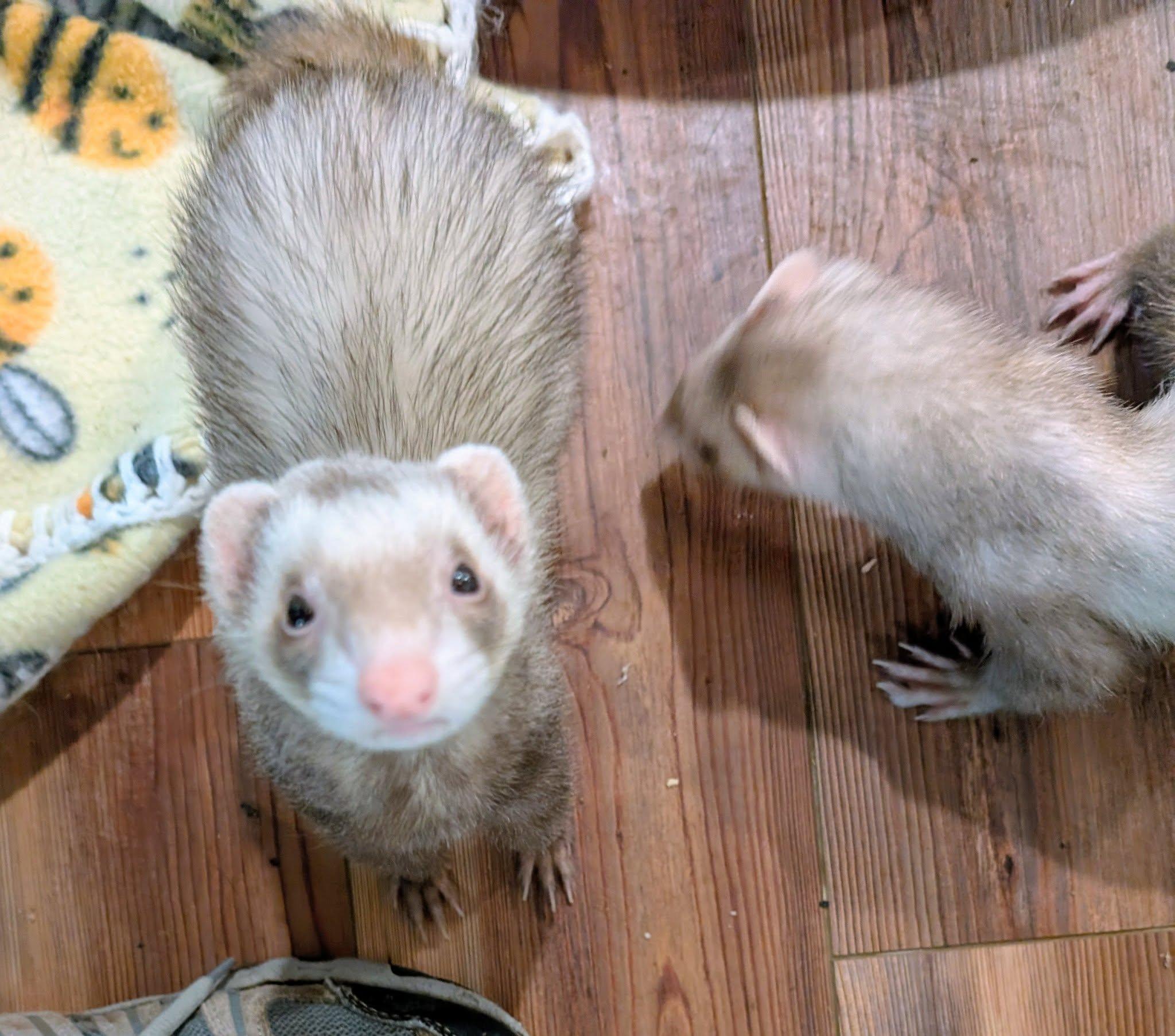 Ferret for adoption - Carmelita and Rosetta, a Ferret in Brandy Station ...