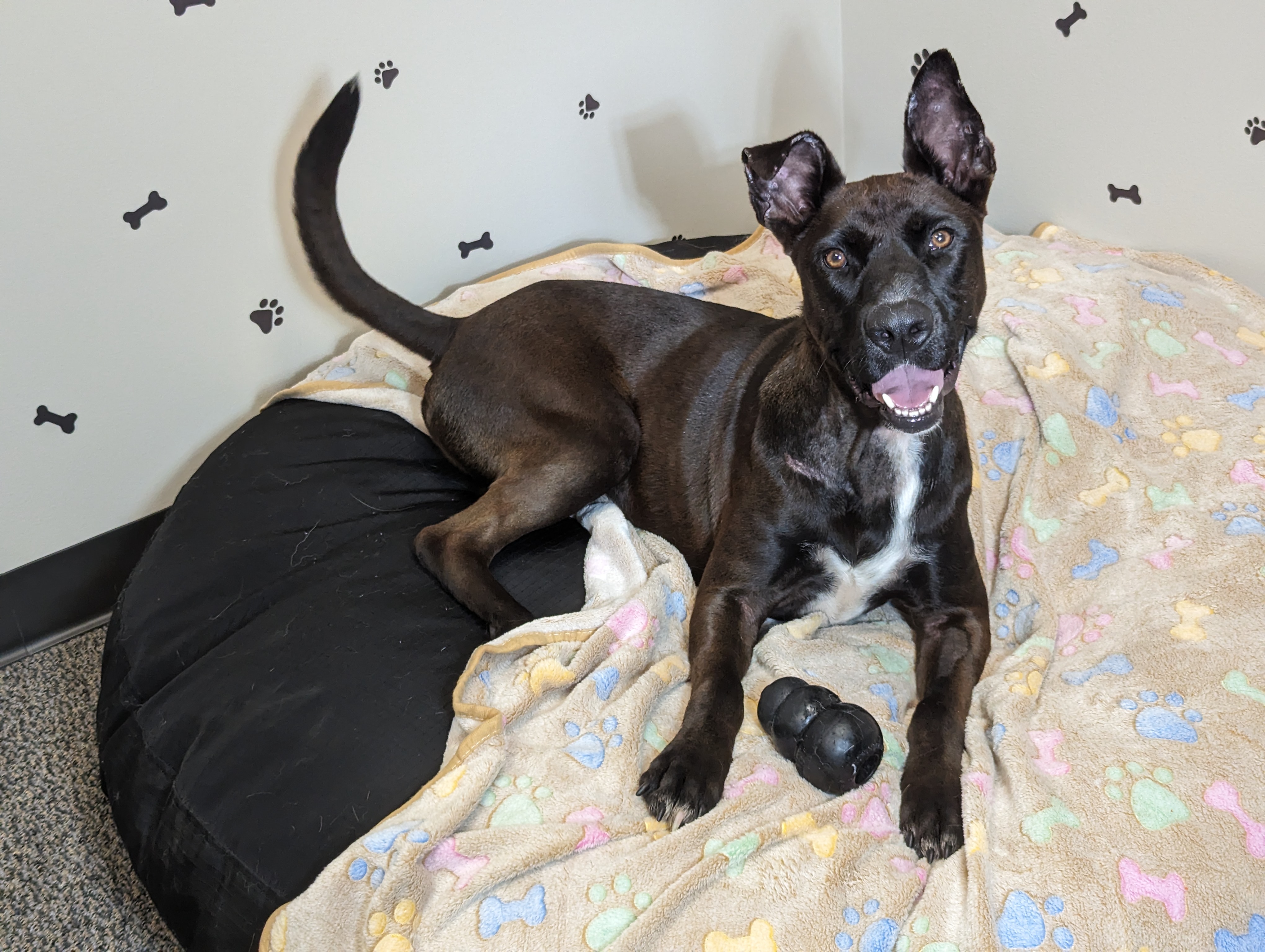 Dog for adoption - Jet Black, a Black Labrador Retriever in Vancouver ...