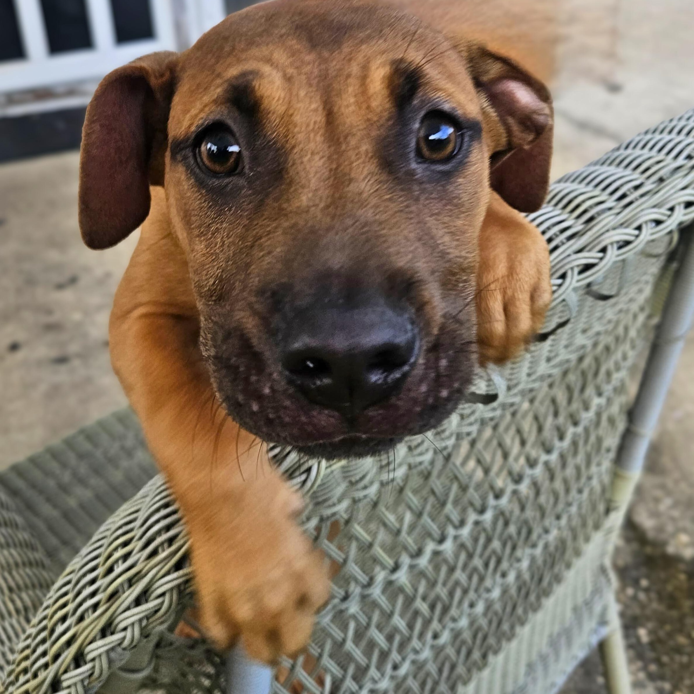 Dog for adoption - Basil, a Rhodesian Ridgeback Mix in Annapolis, MD | Petfinder