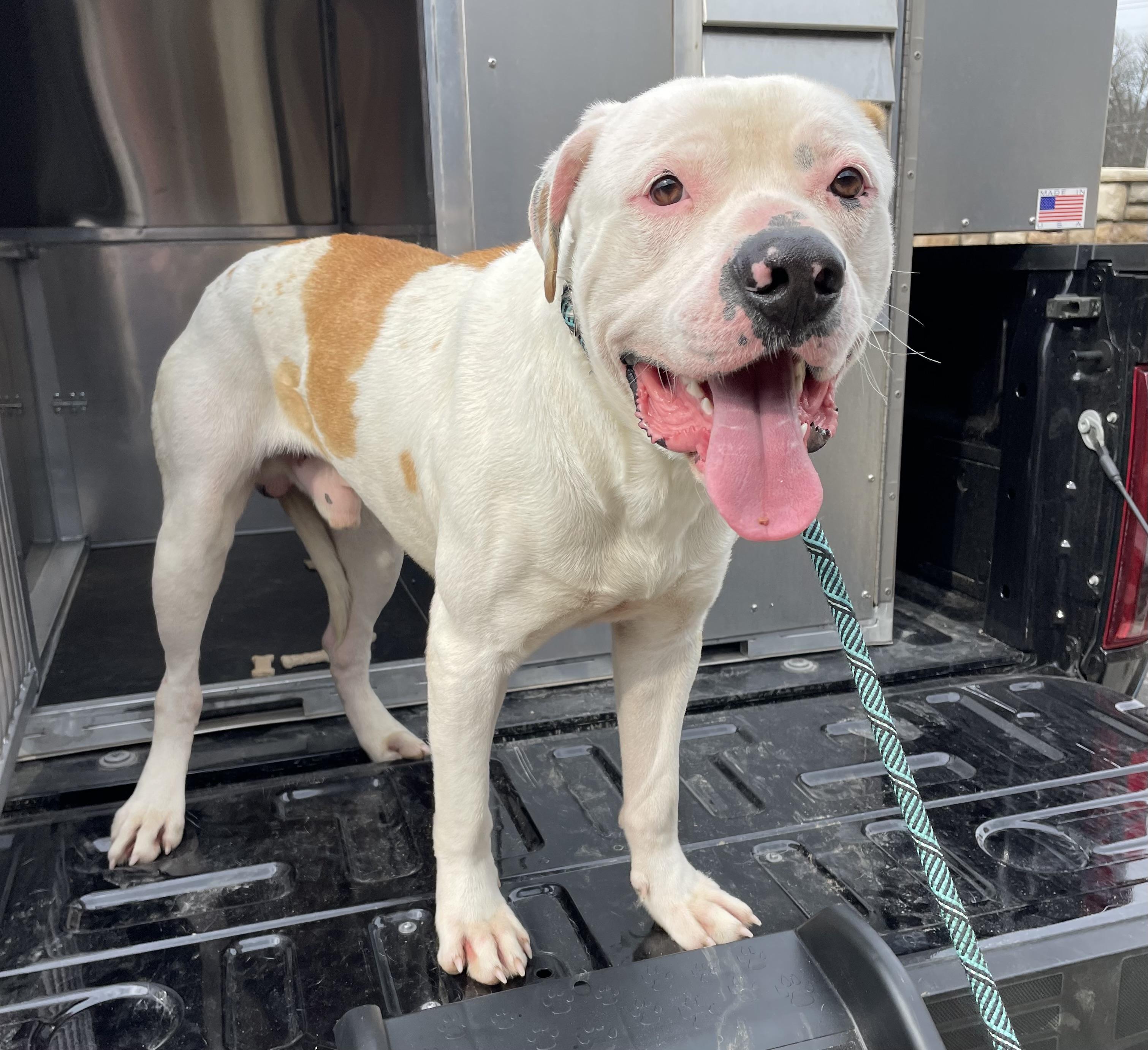 Dog for adoption - Liberty, a Bulldog Mix in Ashland, OH | Petfinder