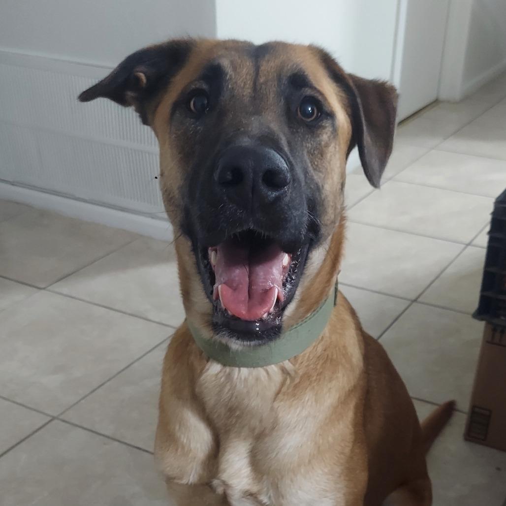 Dog for adoption - Moose ARP, a Belgian Shepherd / Malinois Mix in ...