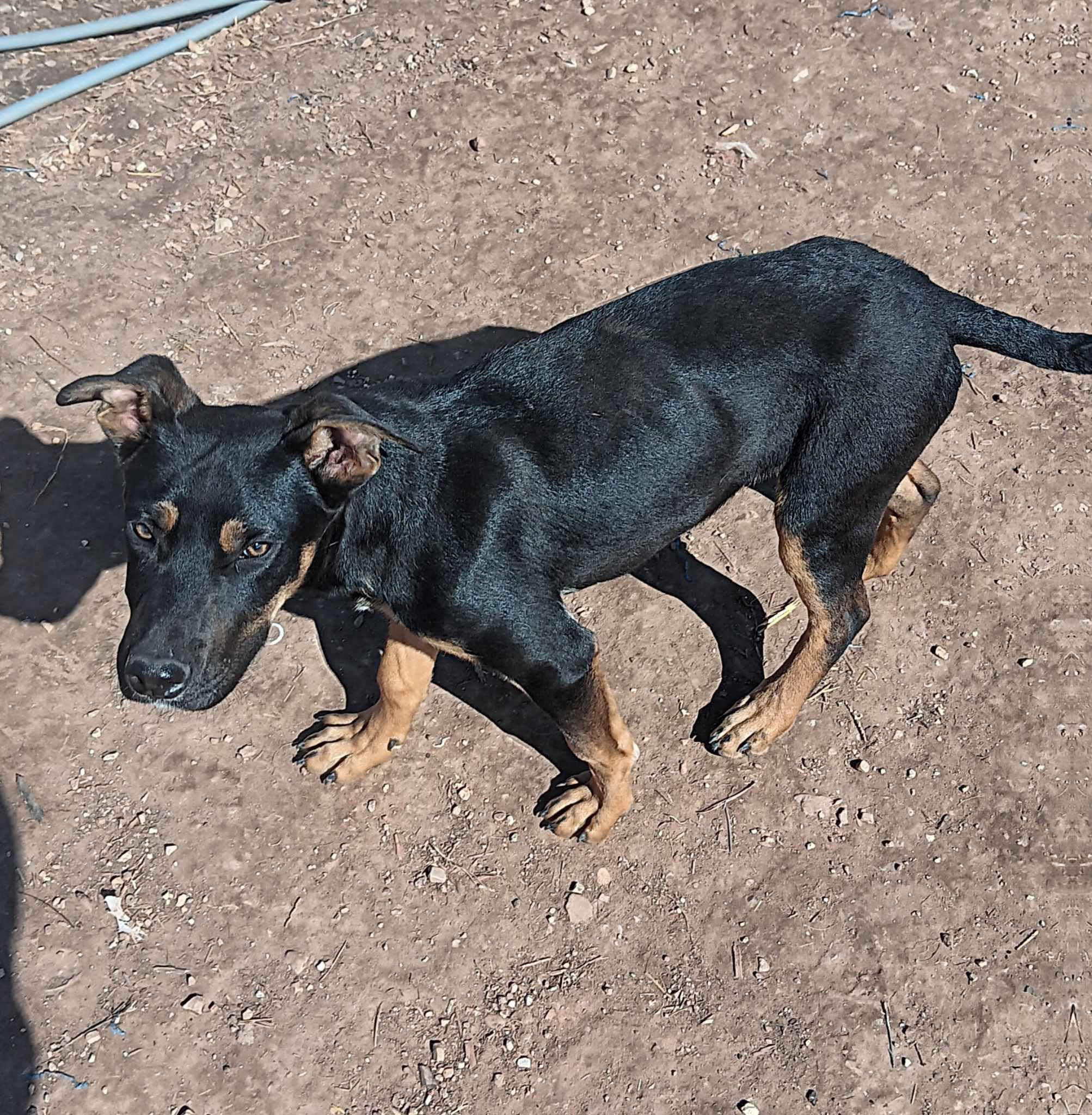 Dog for adoption - Golf, a Doberman Pinscher in Vandalia, IL | Petfinder