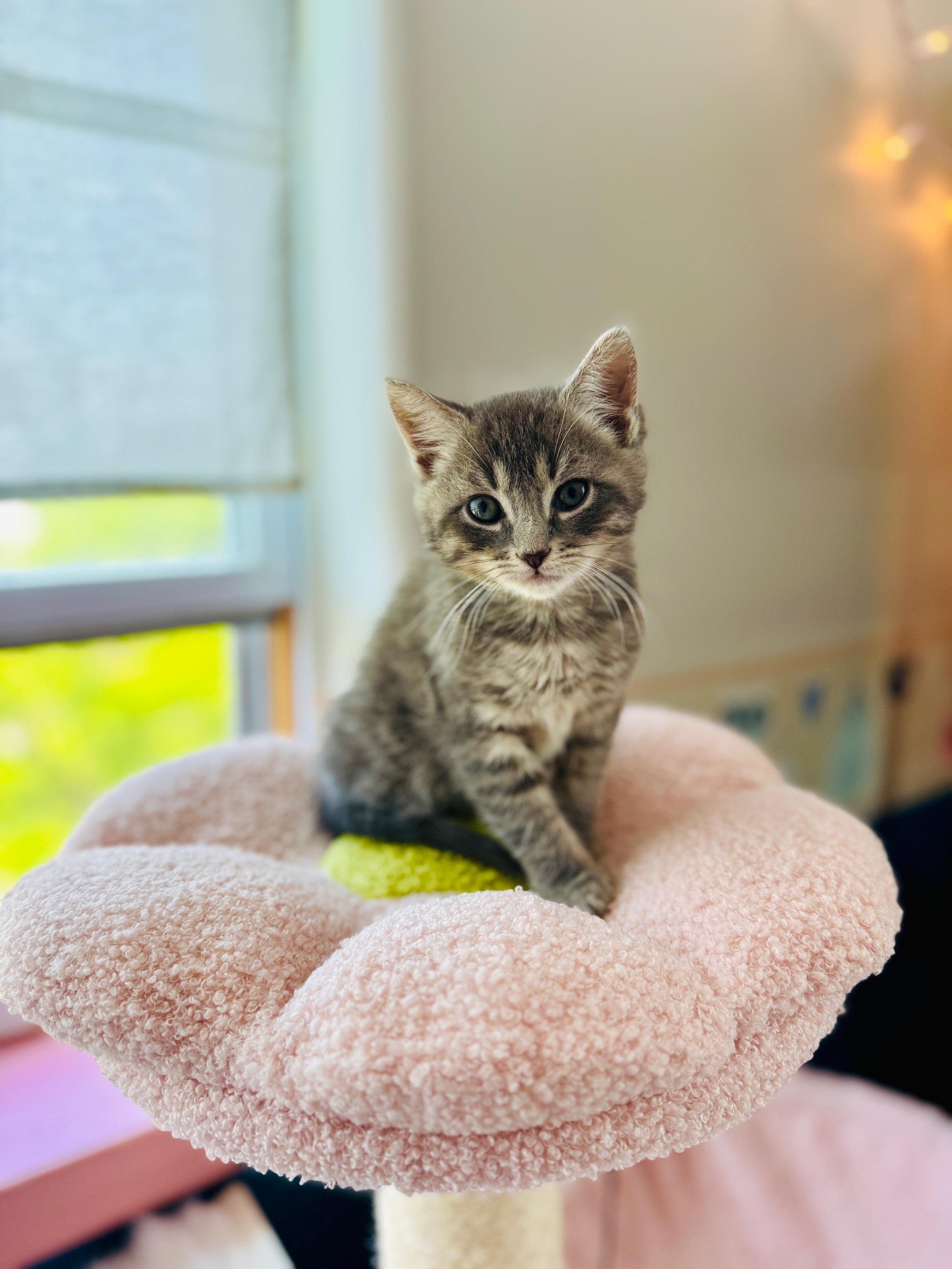 Cat for adoption - Merida, a Domestic Medium Hair in Arverne, NY ...