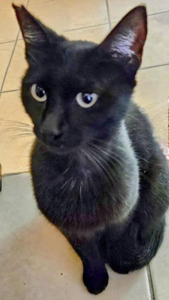 Cat for adoption - Flobella (Flo), a Domestic Short Hair Mix in Seattle ...