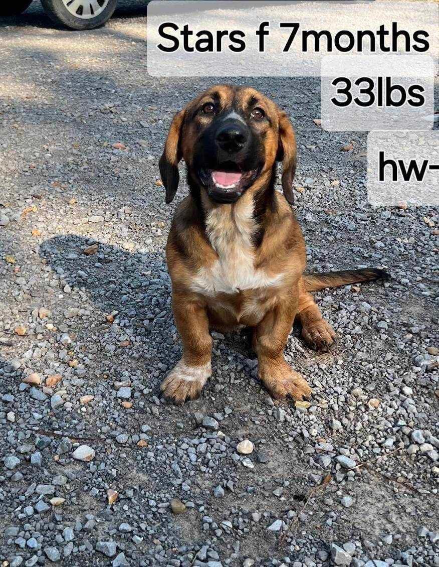 Dog for adoption - Stars, a Basset Hound Mix in Ringwood, NJ | Petfinder