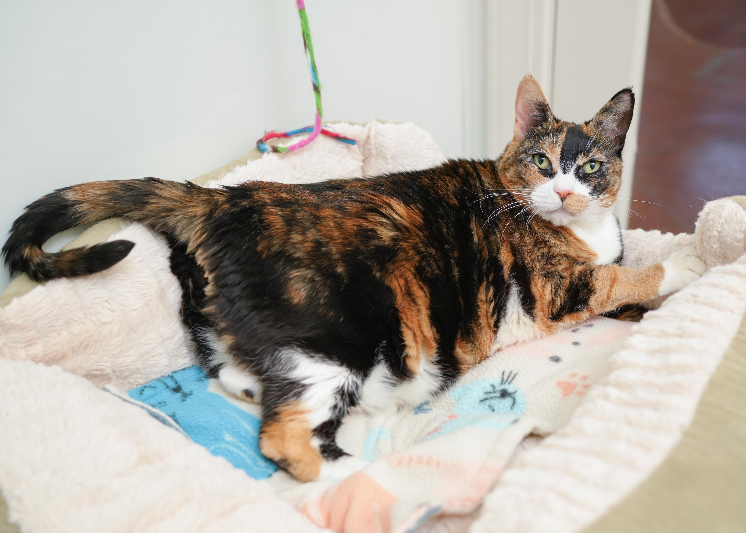 Cat for adoption - Roly Poly, a Domestic Short Hair in Boise, ID ...