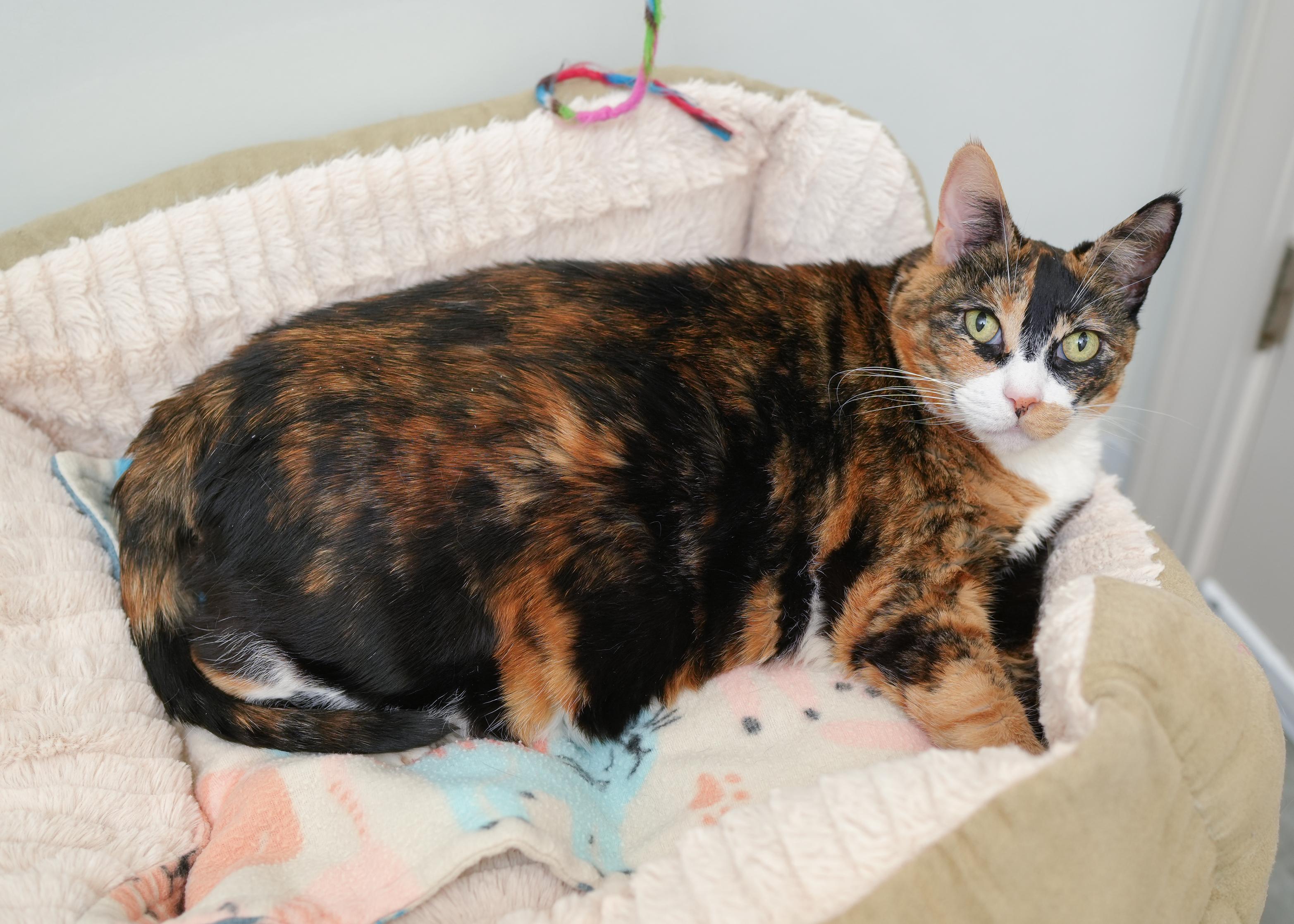 Cat for adoption - Roly Poly, a Domestic Short Hair in Boise, ID ...
