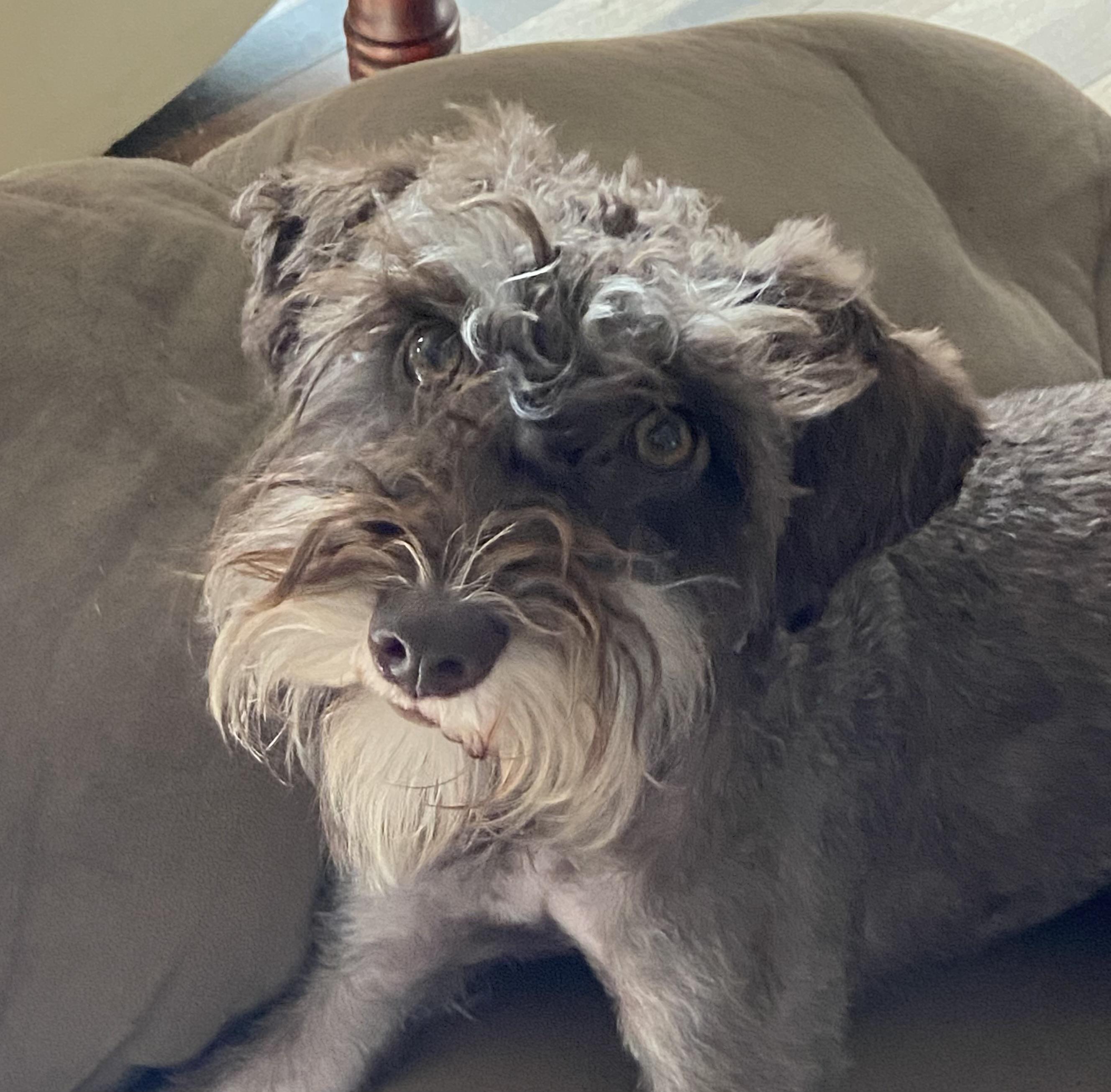 Dog for adoption - Gracie, a Schnoodle in Charlotte, NC | Petfinder