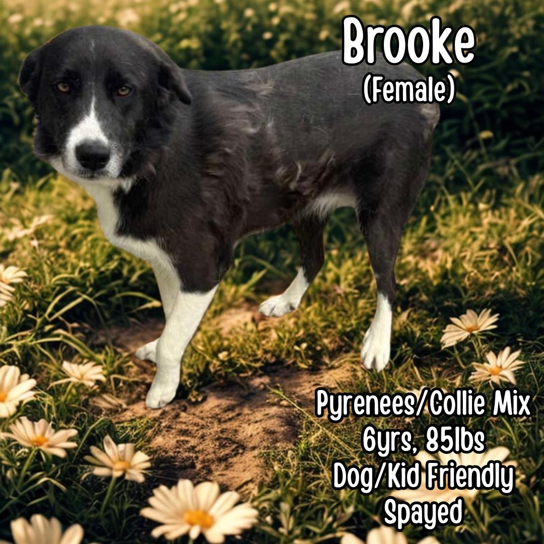 Dog for adoption - Brooke, a Great Pyrenees & Border Collie Mix in ...