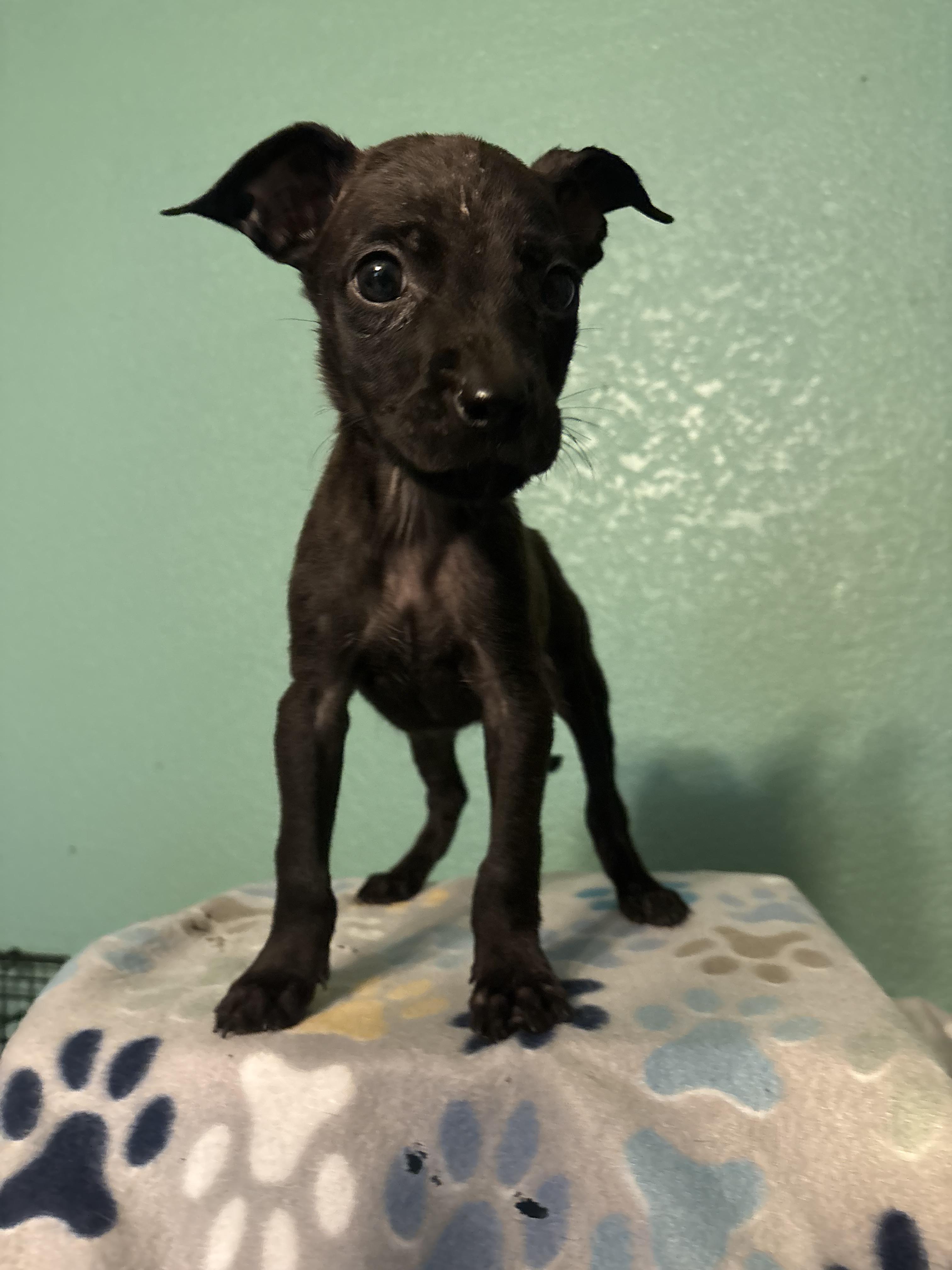 Dog for adoption - Gomez, a Mixed Breed in Arcadia, FL | Petfinder