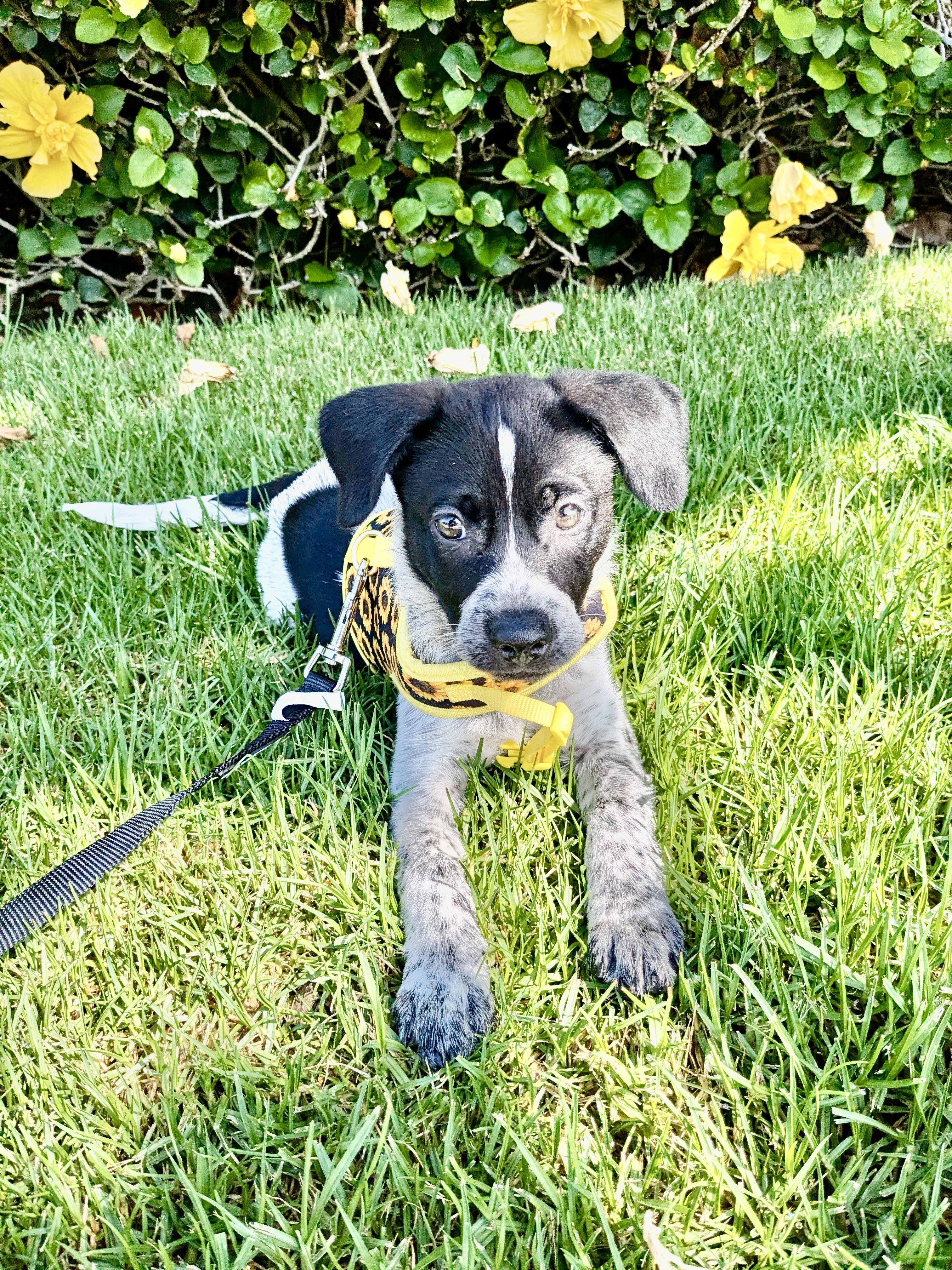 Dog for adoption - Cookie, an Australian Cattle Dog / Blue Heeler ...
