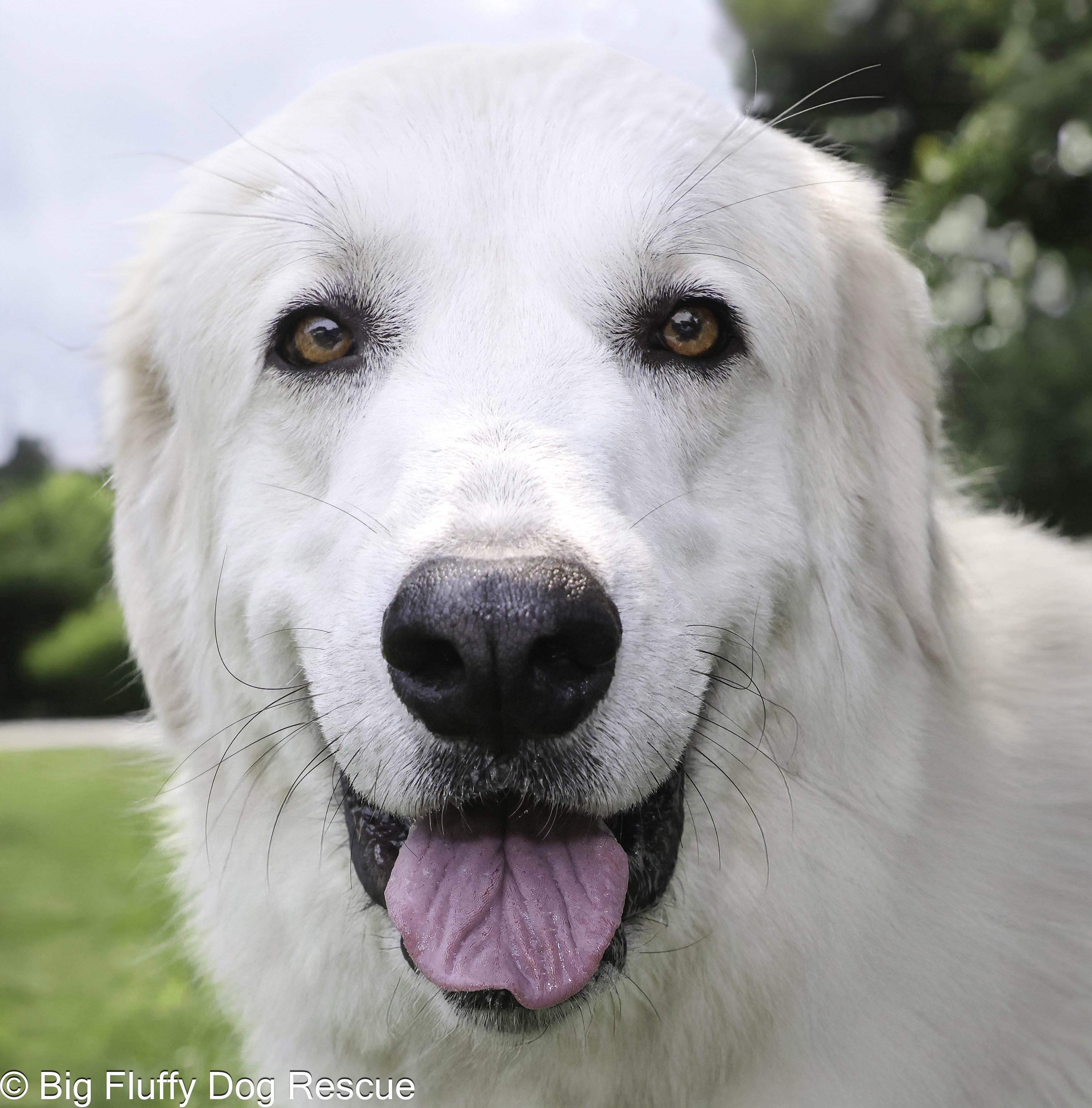 Dog for adoption - Gibbs, a Great Pyrenees in Dayton, OH | Petfinder