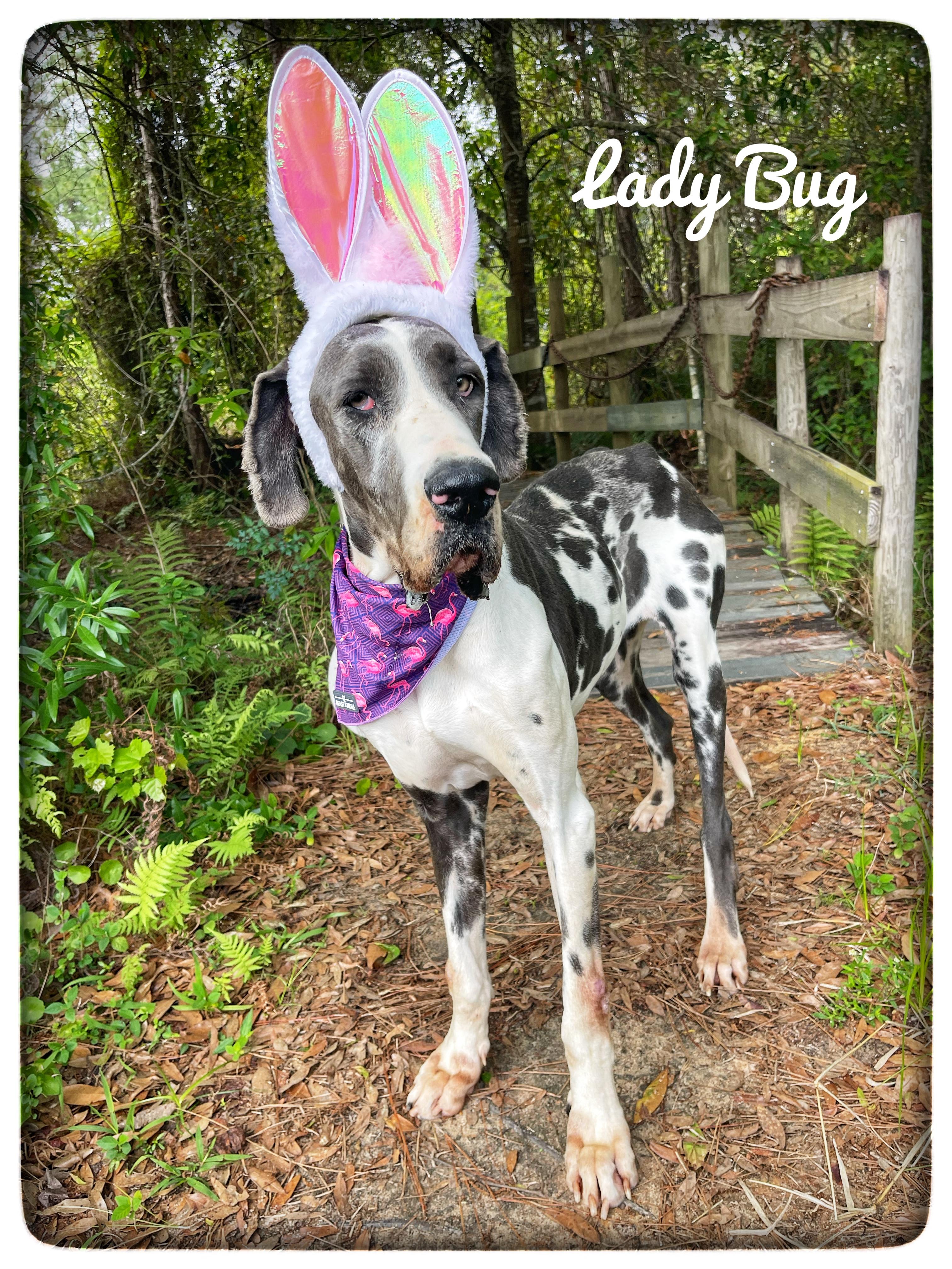 Lady Bug - Adoptable Pet | Petfinder | Petfinder