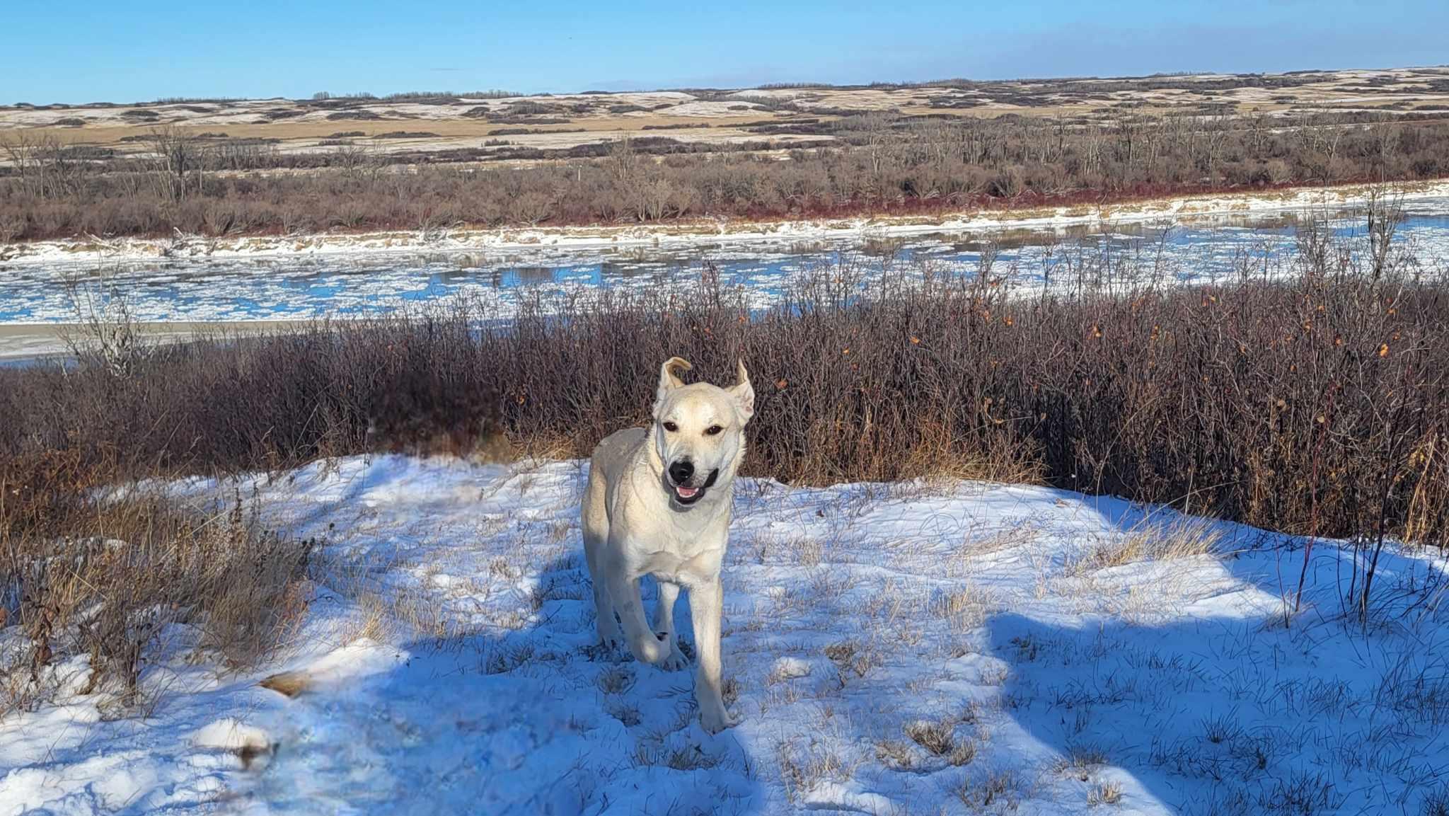 Available for Adoption - New Hope Dog Rescue