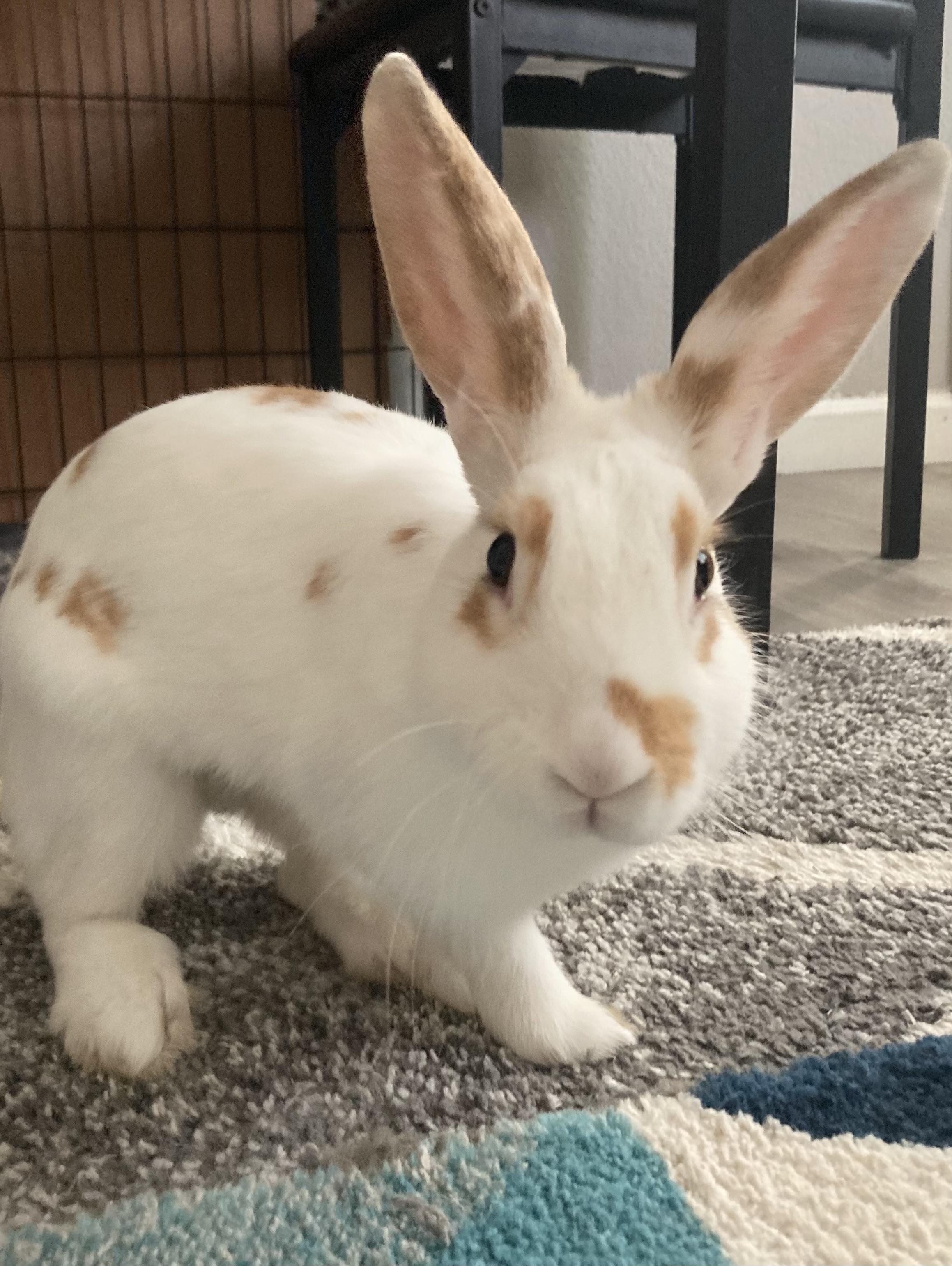 Rabbit for adoption - Posey, a Bunny Rabbit in San Jose, CA | Petfinder