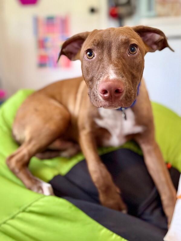 Dog for adoption - Thomas the total goofy goober, a Chocolate Labrador ...