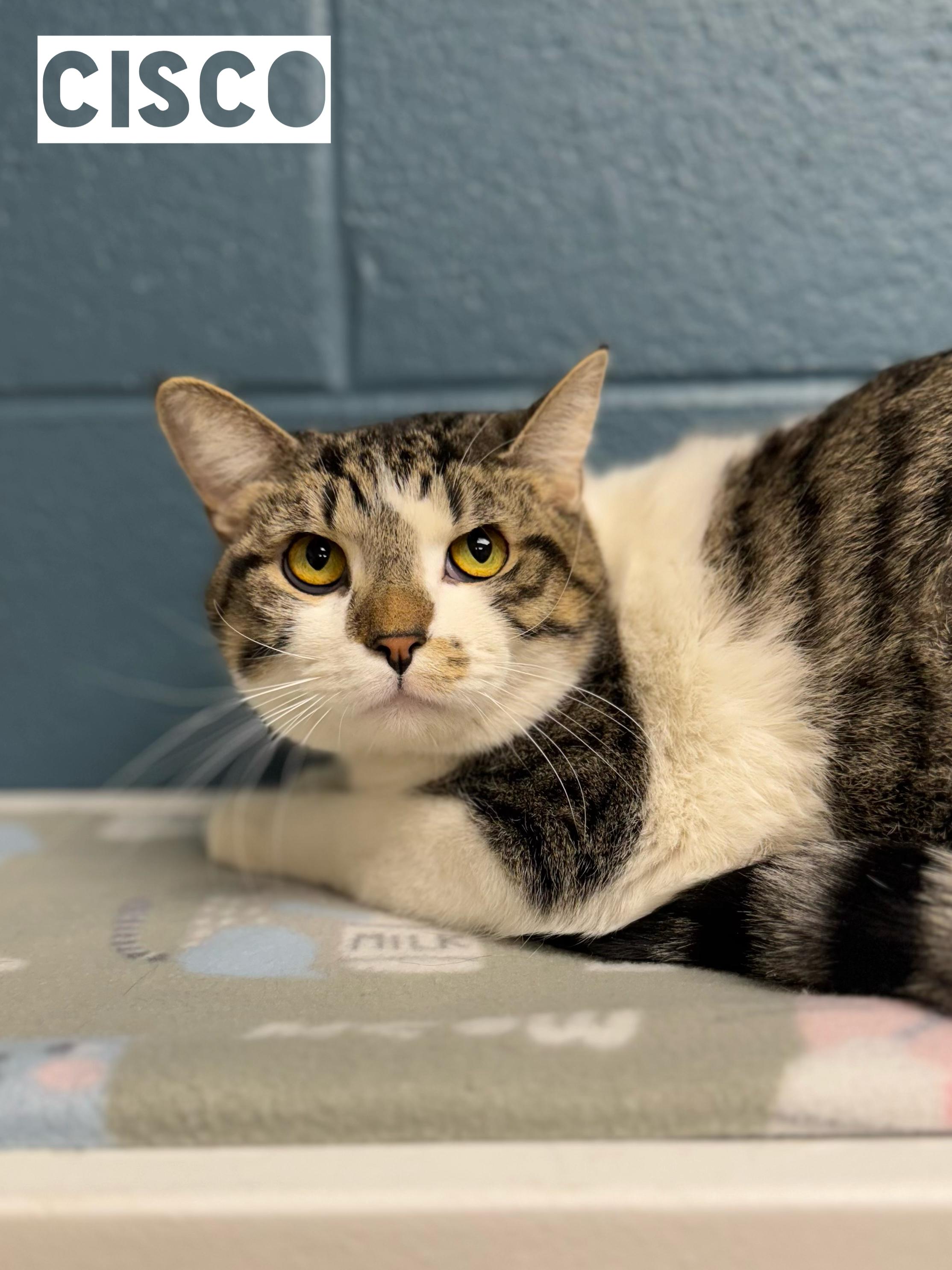 Cat for adoption - Cisco, a Tabby in Valparaiso, IN | Petfinder