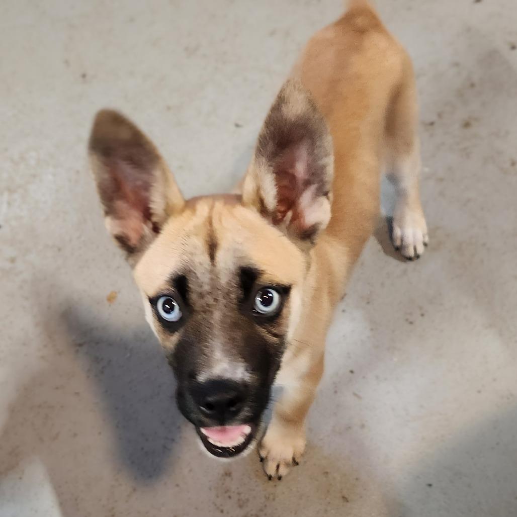 Dog for adoption - Jill FJ, a Boxer & Husky Mix in Branson, MO | Petfinder