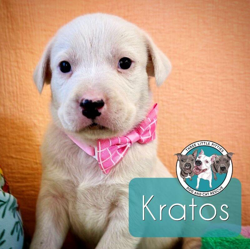 Dog for adoption - Kratos Dani, a Labrador Retriever & Pit Bull Terrier ...