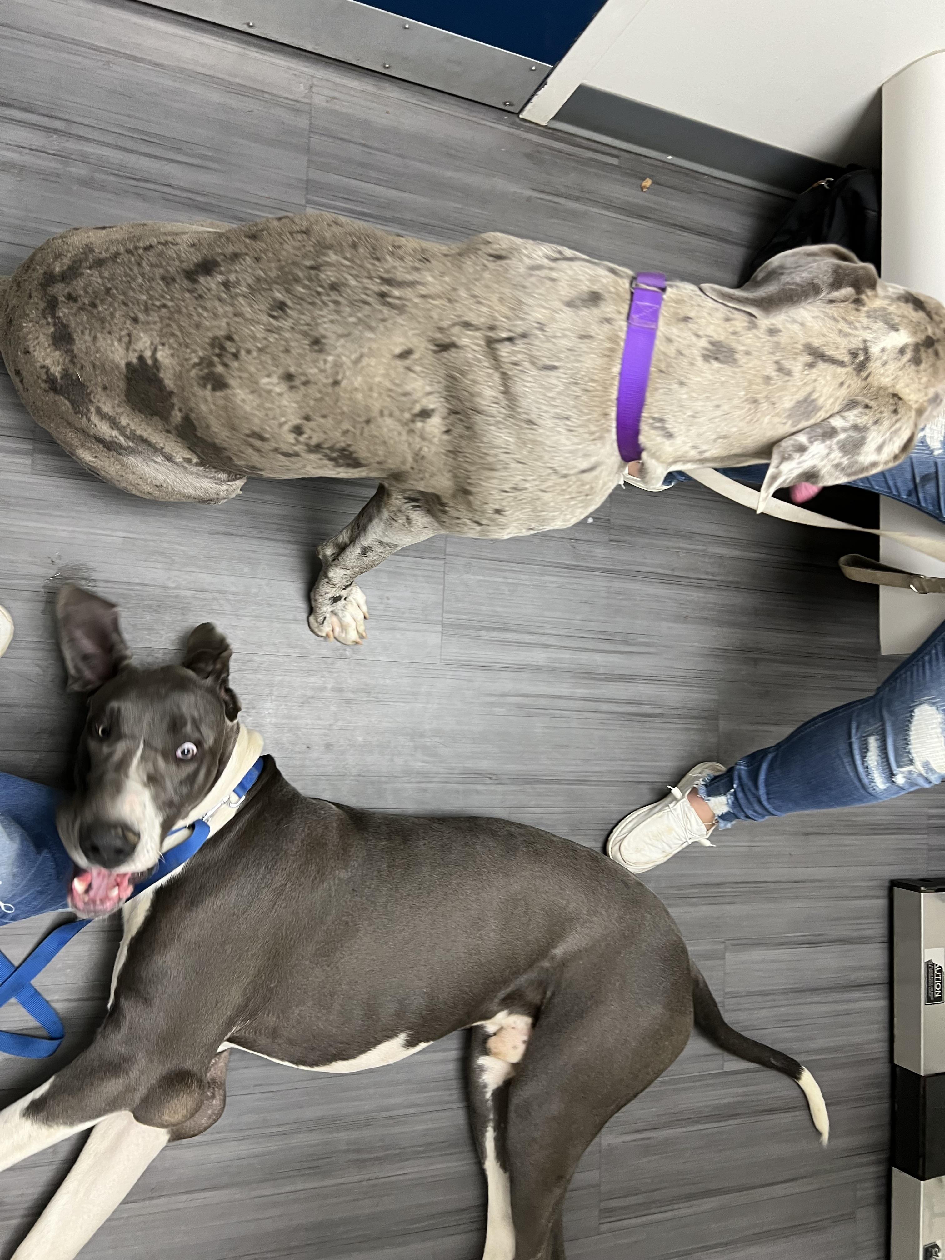 Dog for adoption - BOONE, a Great Dane in Chappells, SC | Petfinder