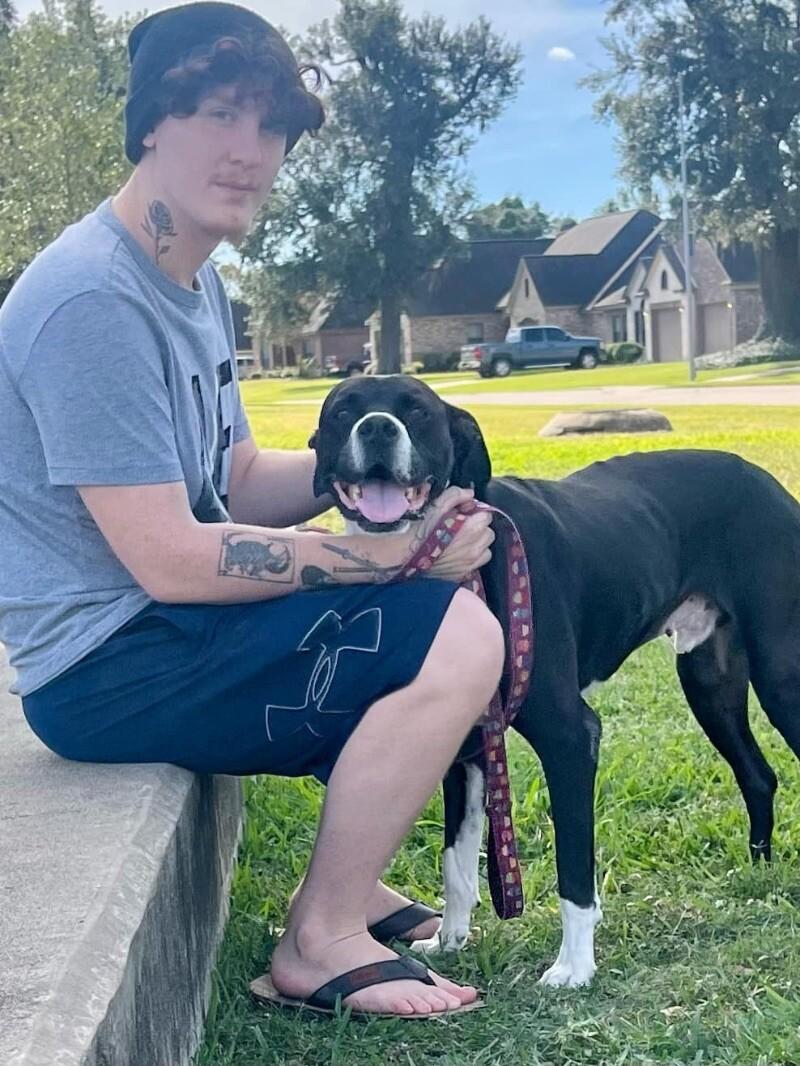 Dog for adoption - Kobi Smith Mr. Loveable, a Black Labrador Retriever & American Staffordshire ...