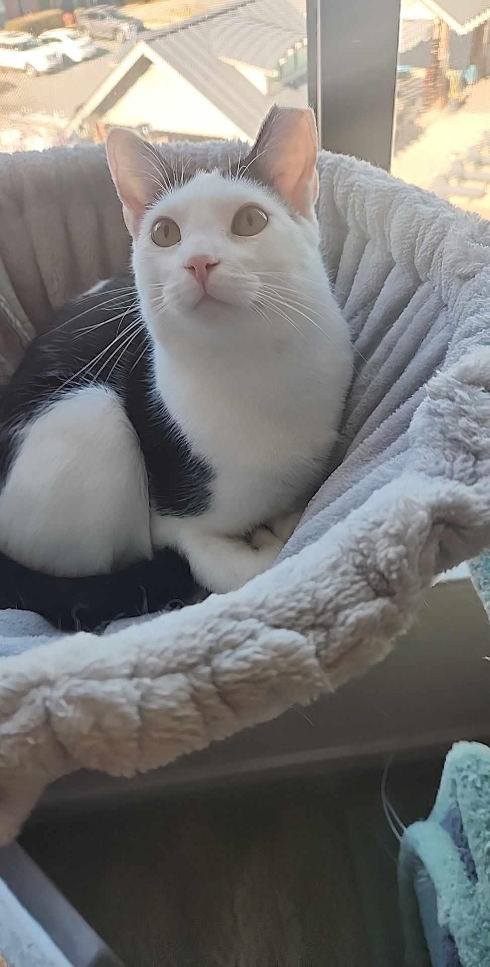 Cat for adoption - Cutie, a Domestic Short Hair in Charlotte, NC ...