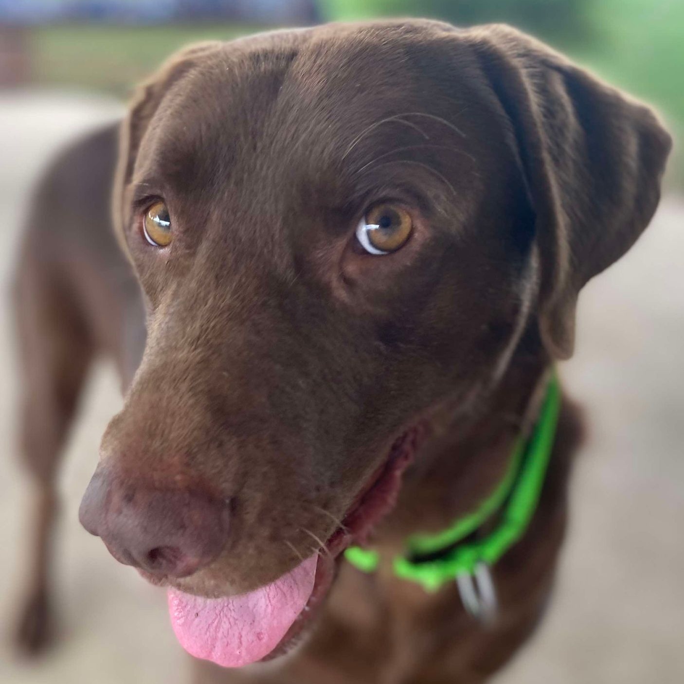 Dog for adoption - Romeo, a Chocolate Labrador Retriever Mix in Brattleboro, VT | Petfinder