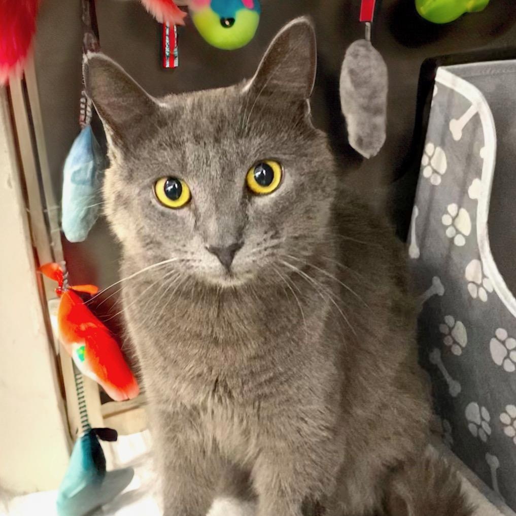 Cat for adoption - Marvin Gaye - An absolute love bug, a Russian Blue ...