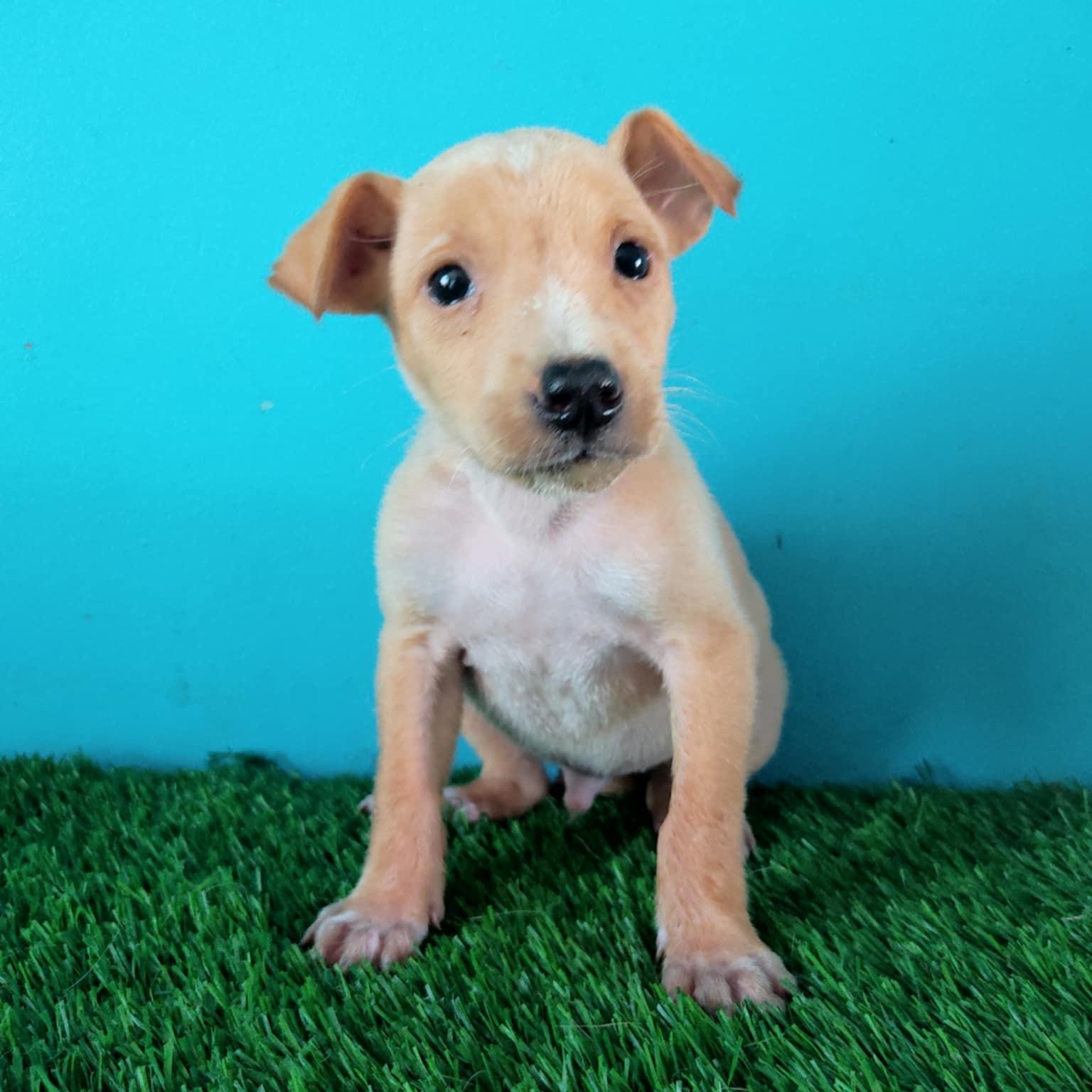 Dog for adoption - Nikki sixx, a Jack Russell Terrier Mix in Tijuana ...