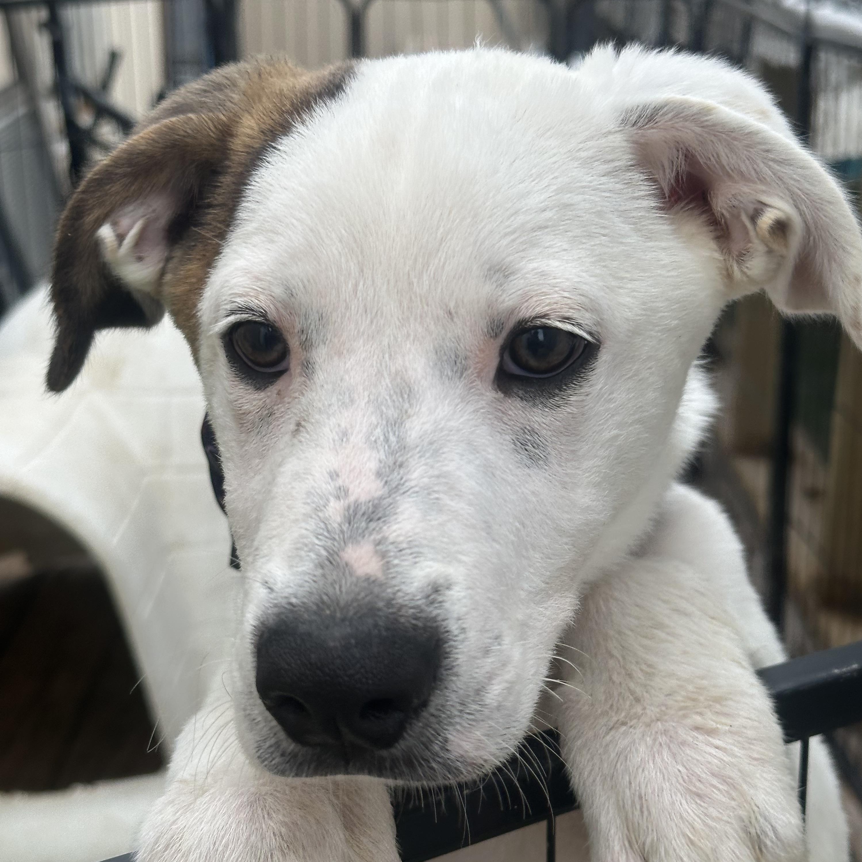 Dog for adoption - Whisper, a Jack Russell Terrier Mix in Alden, NY ...