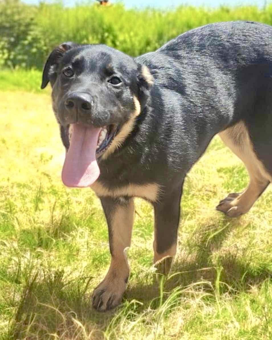 Dog for adoption - Chowder, a Shepherd & Labrador Retriever Mix in ...