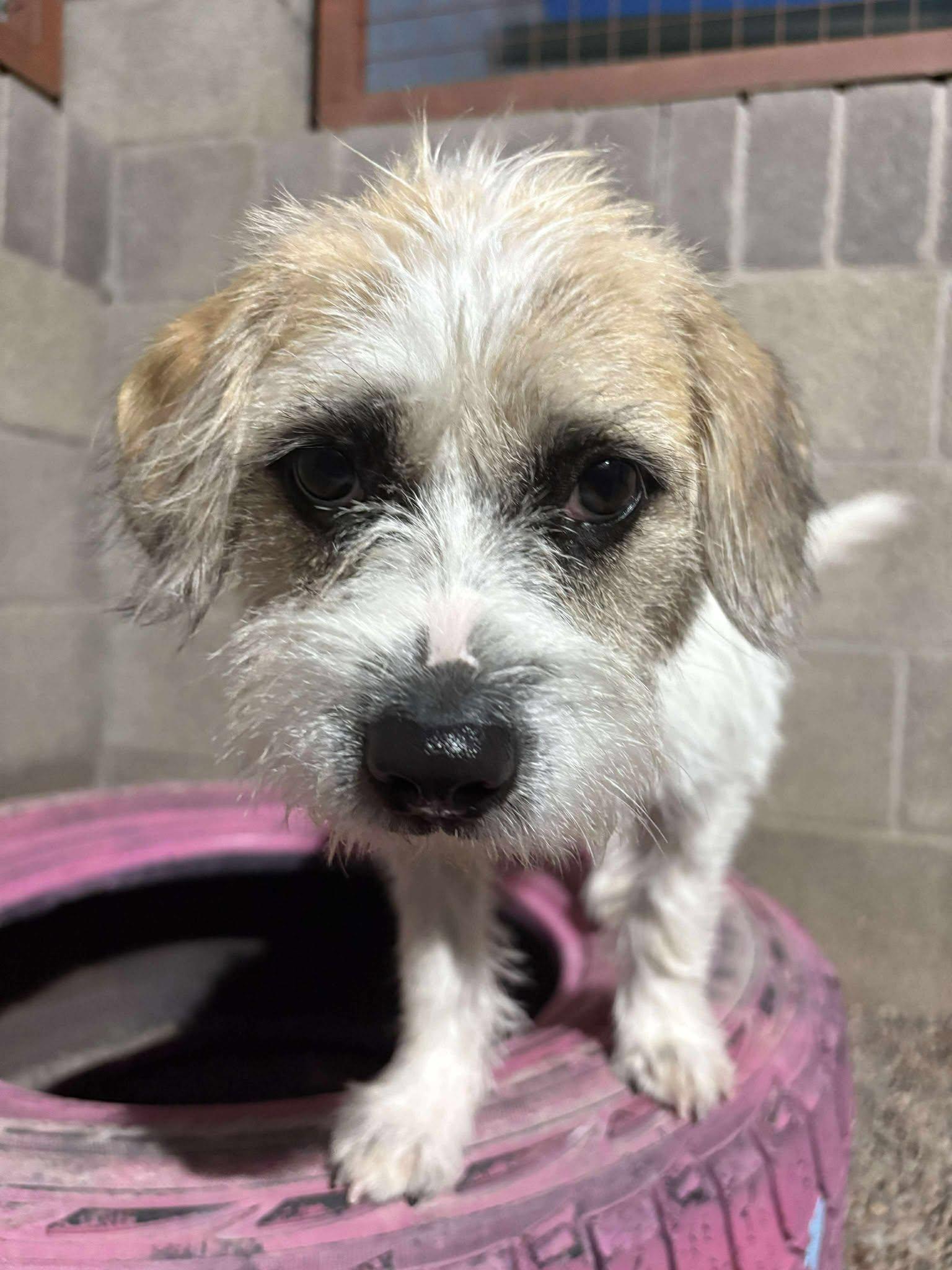 Dog for adoption - Teacup, a Shih Tzu Mix in Phoenix, AZ | Petfinder