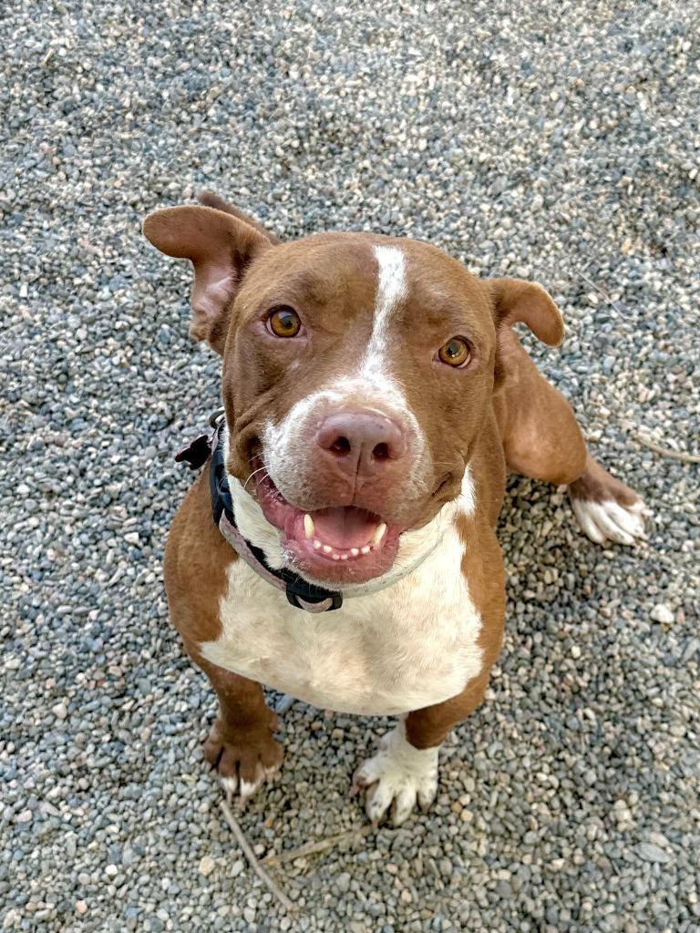 Dog for adoption - Tulip, a Pit Bull Terrier in Portland, OR | Petfinder