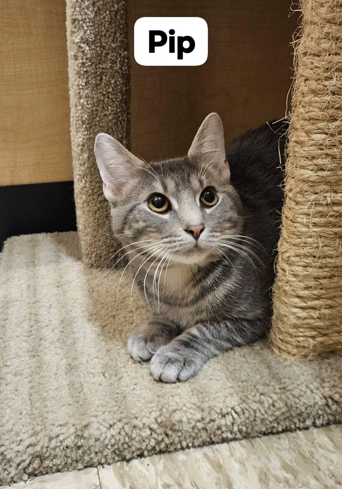 Cat for adoption - Pip & Milo Rich. HANDSOME SILVER TABBY BROTHERS!, a ...