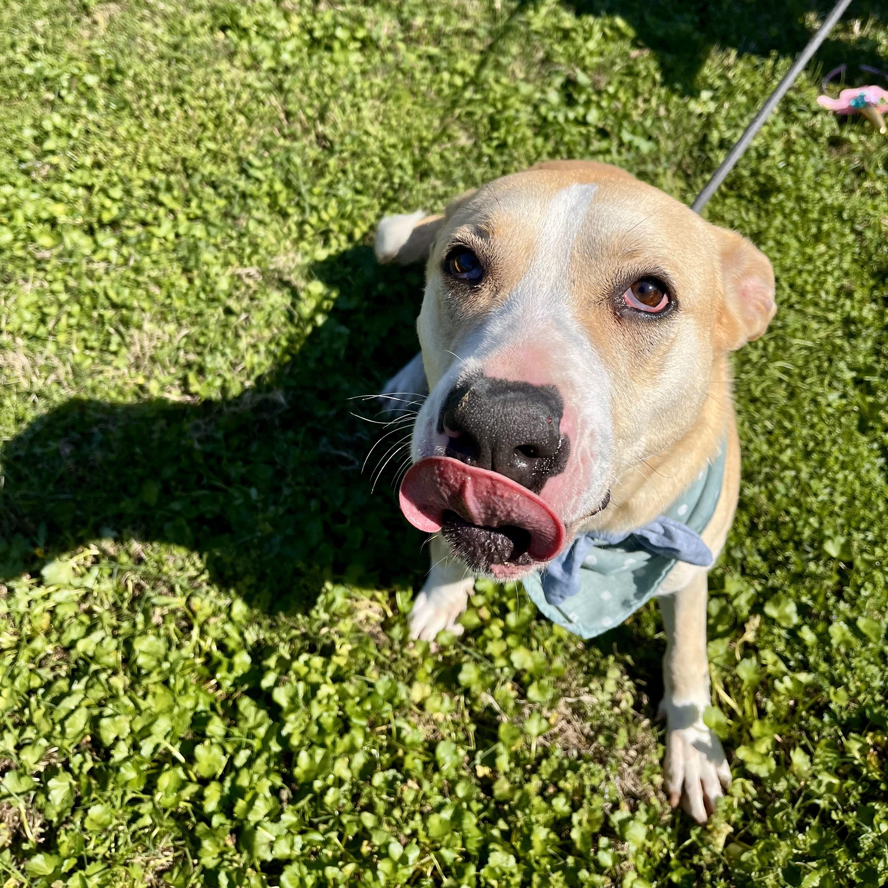 Dog for adoption - Sedna, a Yellow Labrador Retriever in Glastonbury ...