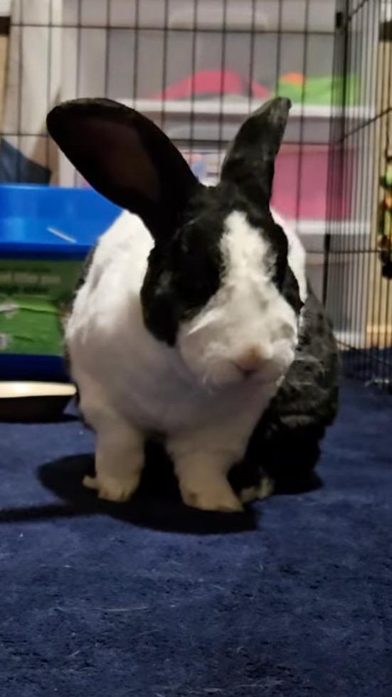 Rabbit for adoption - Tux, a Mini Rex & Dutch Mix in San Antonio, TX ...