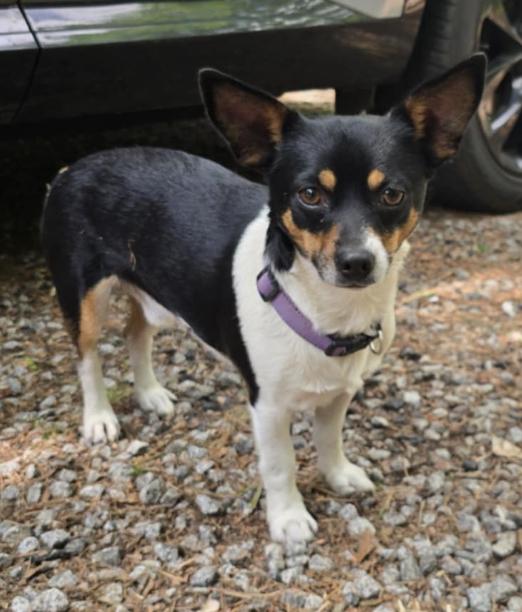 Dog for adoption - Gordon, a Chihuahua Mix in York, SC | Petfinder